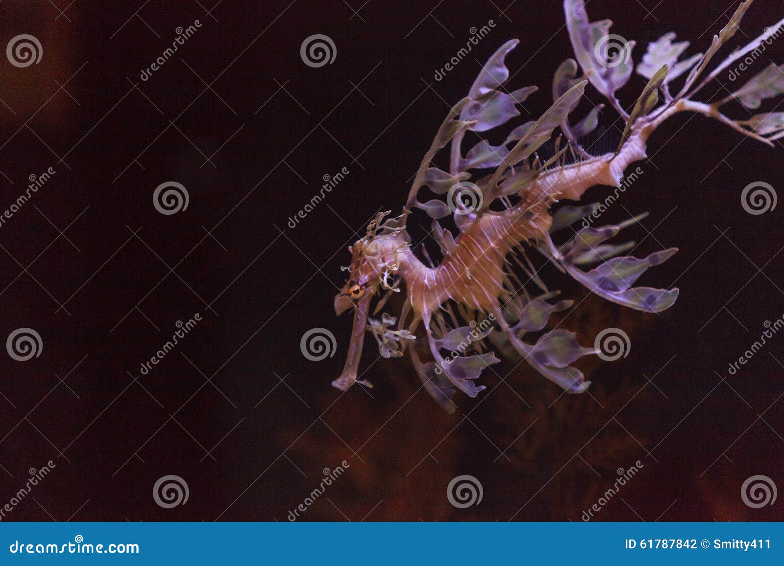 Leafy Seadragon, Phycodurus Eques Stock Photo - Image of aquatic ...