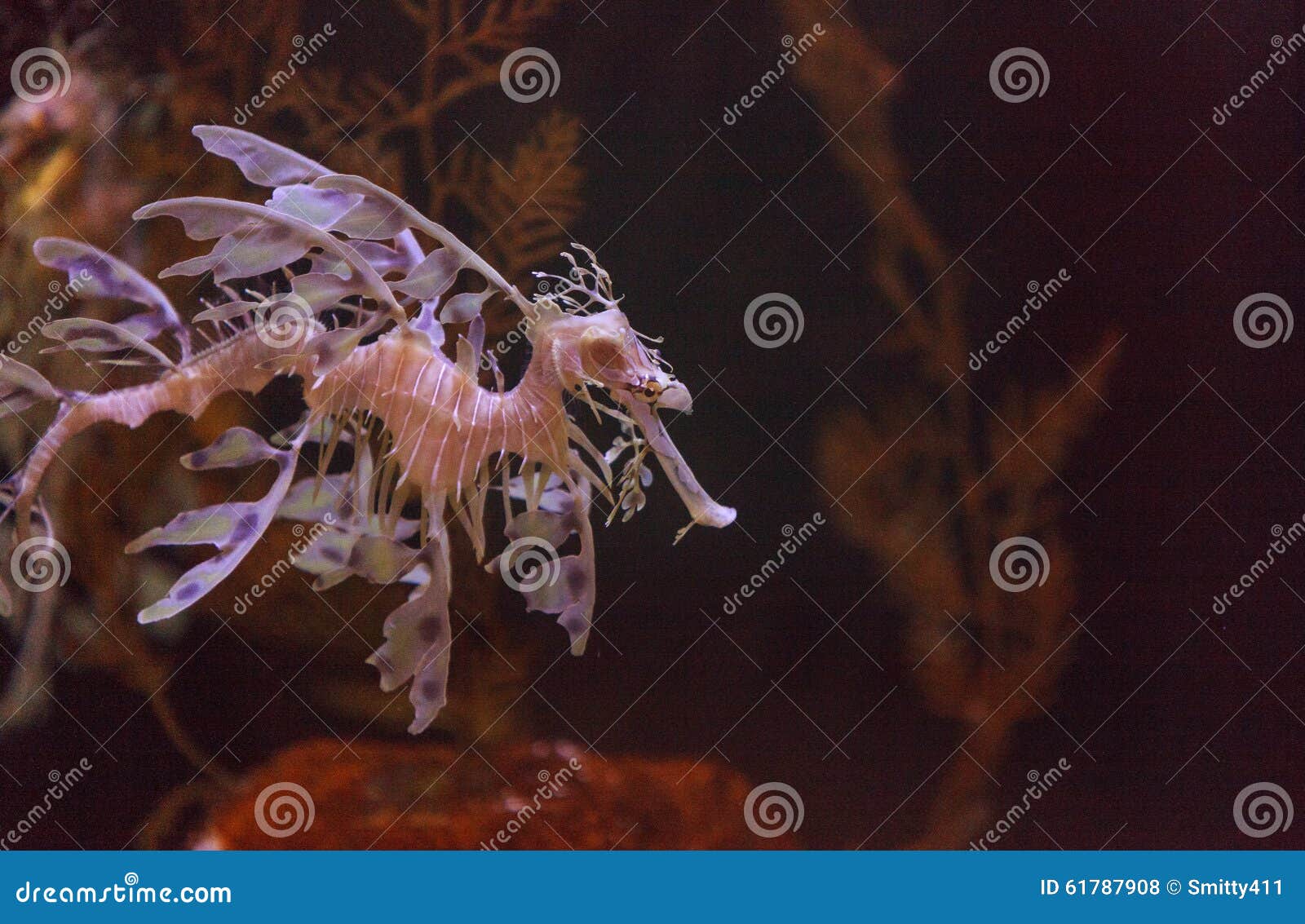 Leafy Seadragon, Phycodurus Eques Stock Photo - Image of leafy, climate ...