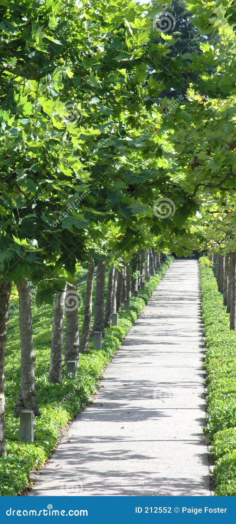 Leafy Sidewalk stock photo. Image of pretty, growing, pleasant - 212552