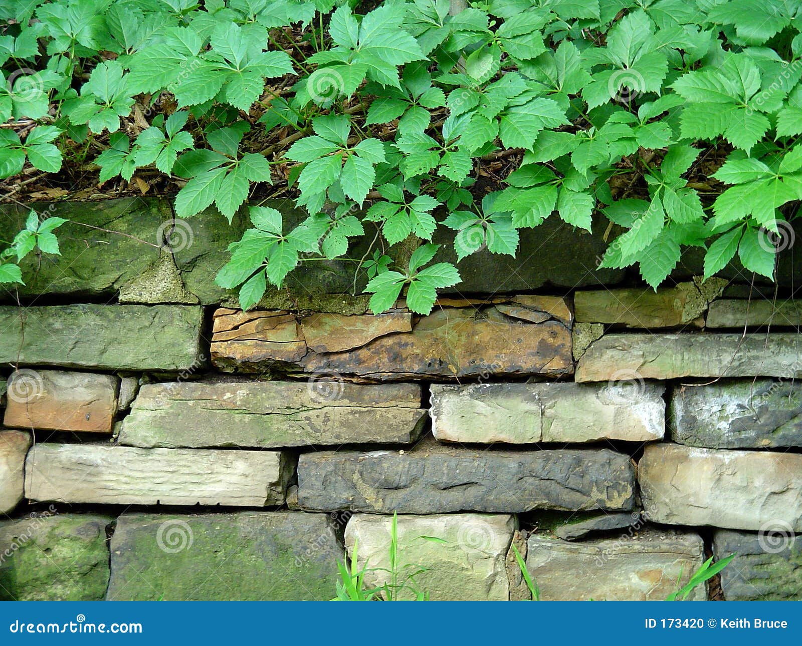 Leafy Stone Wall stock photo. Image of natural, nature - 173420