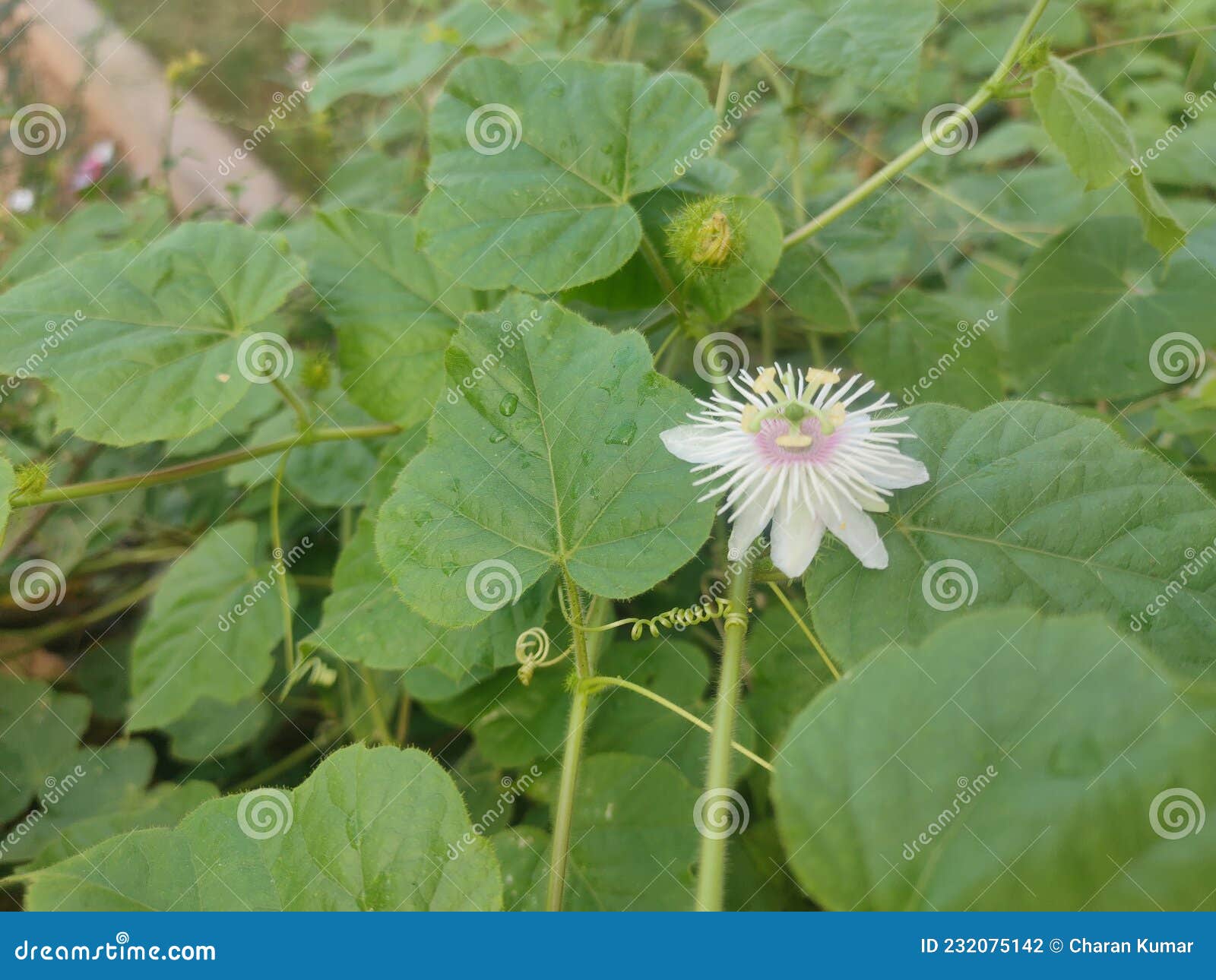 Stinking Passion Flower and Leafs Stock Photo - Image of green, leafs ...