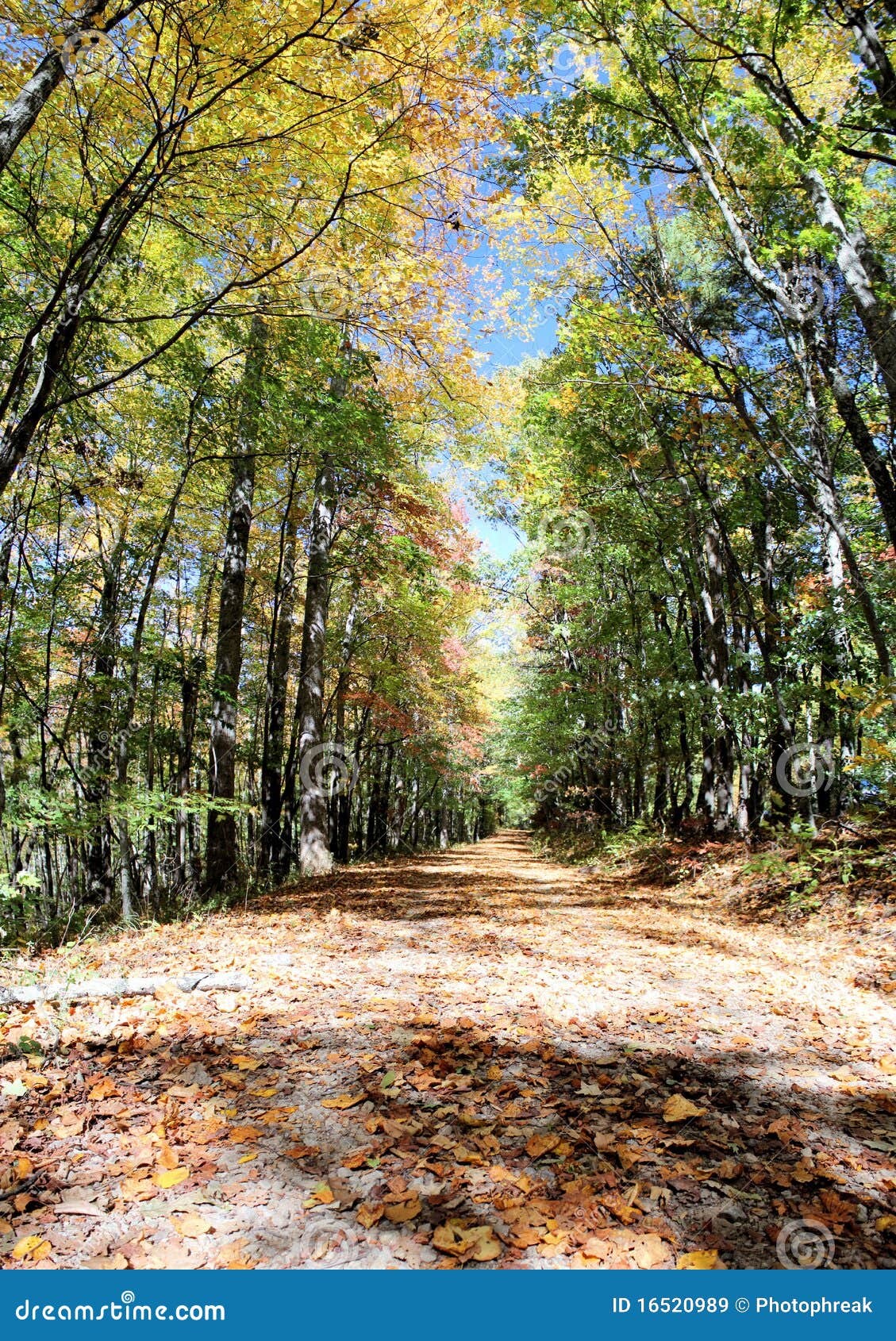 Leafy track in forest stock image. Image of foliage, pathway - 16520989