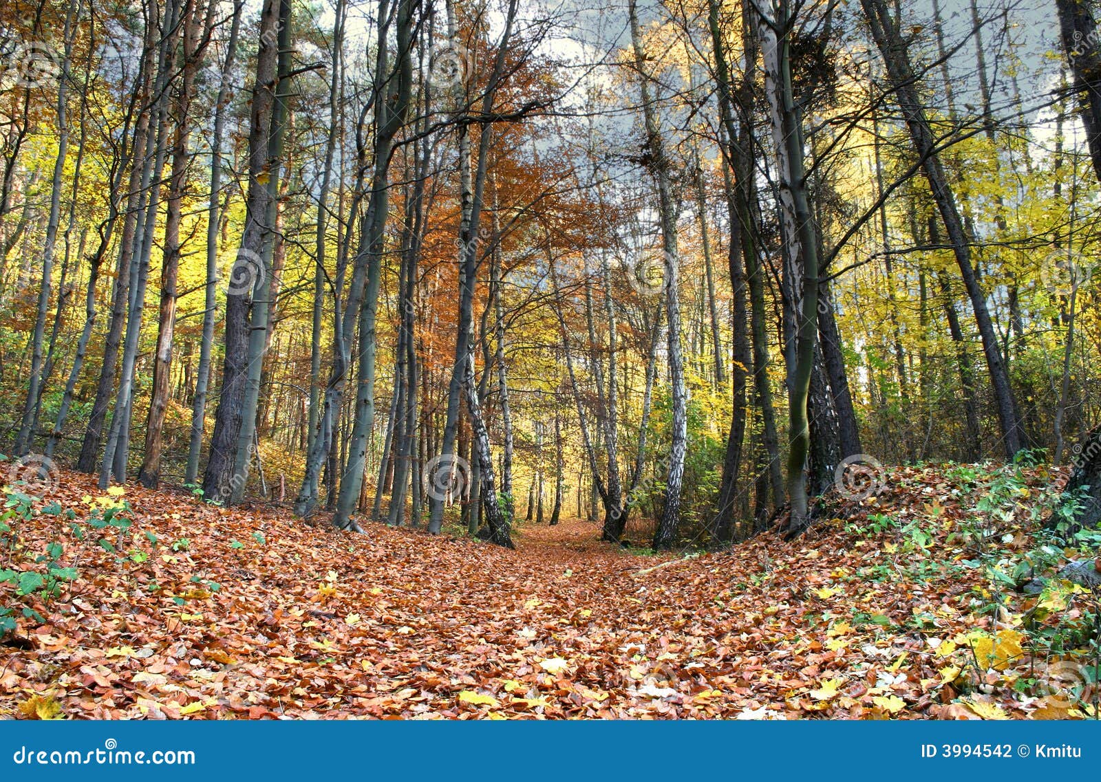 Leafy track in forest stock photo. Image of rural, angle - 3994542
