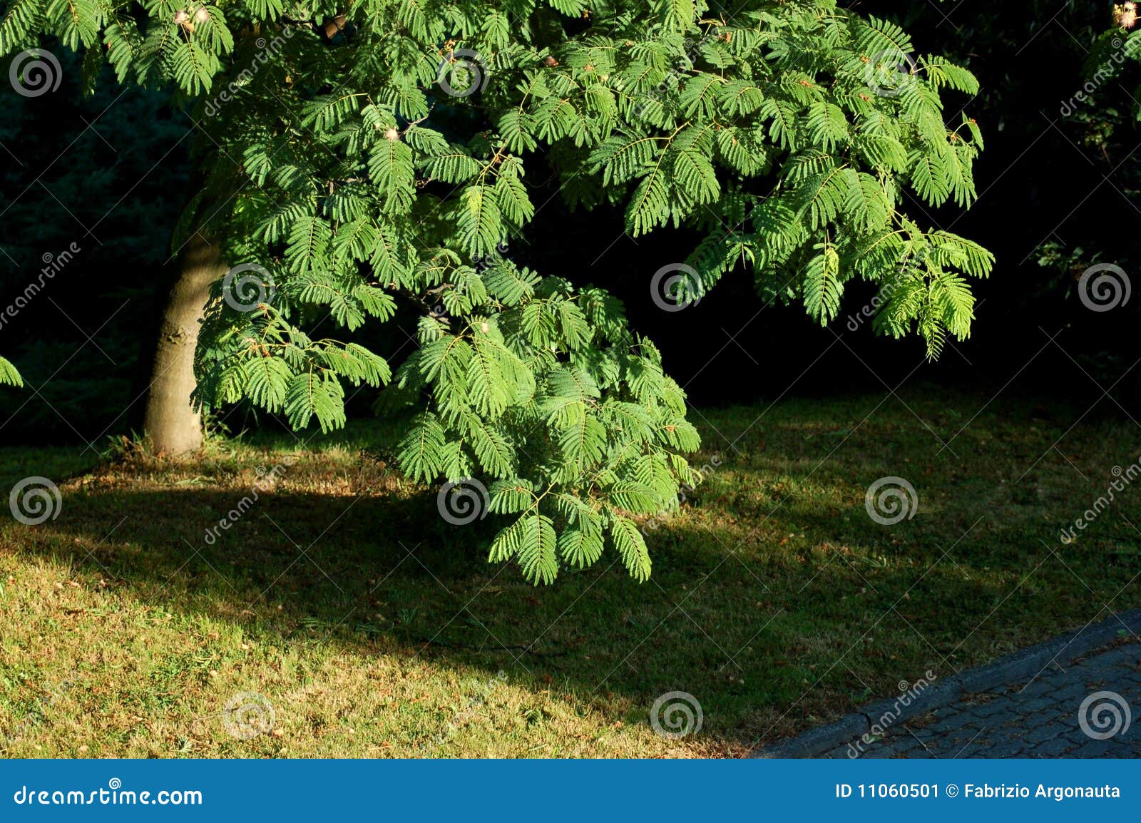 Leafy tree stock image. Image of tree, grass, leaves - 11060501