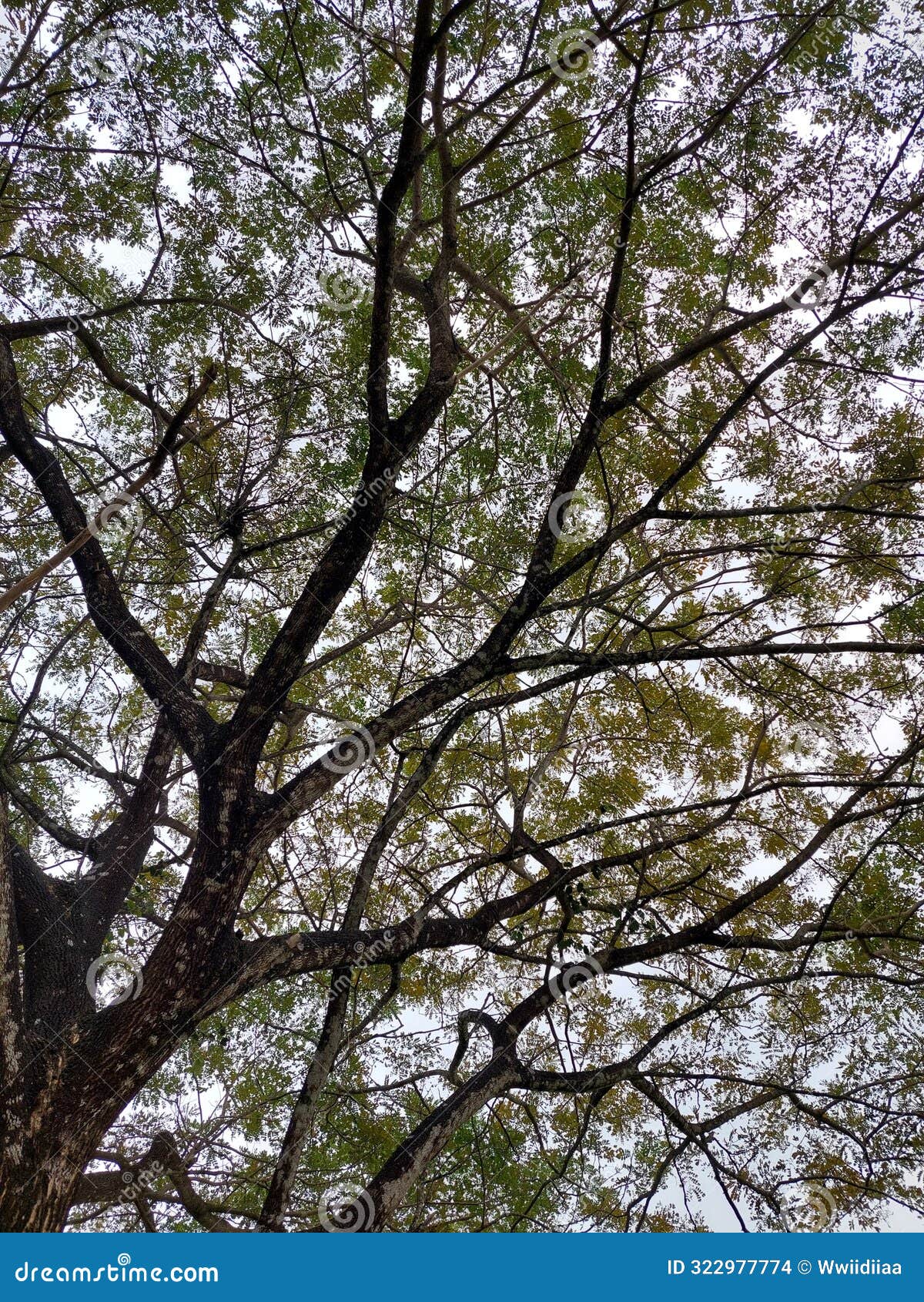 Leafy Tree Background Photographed from Low Angle View Stock Photo ...
