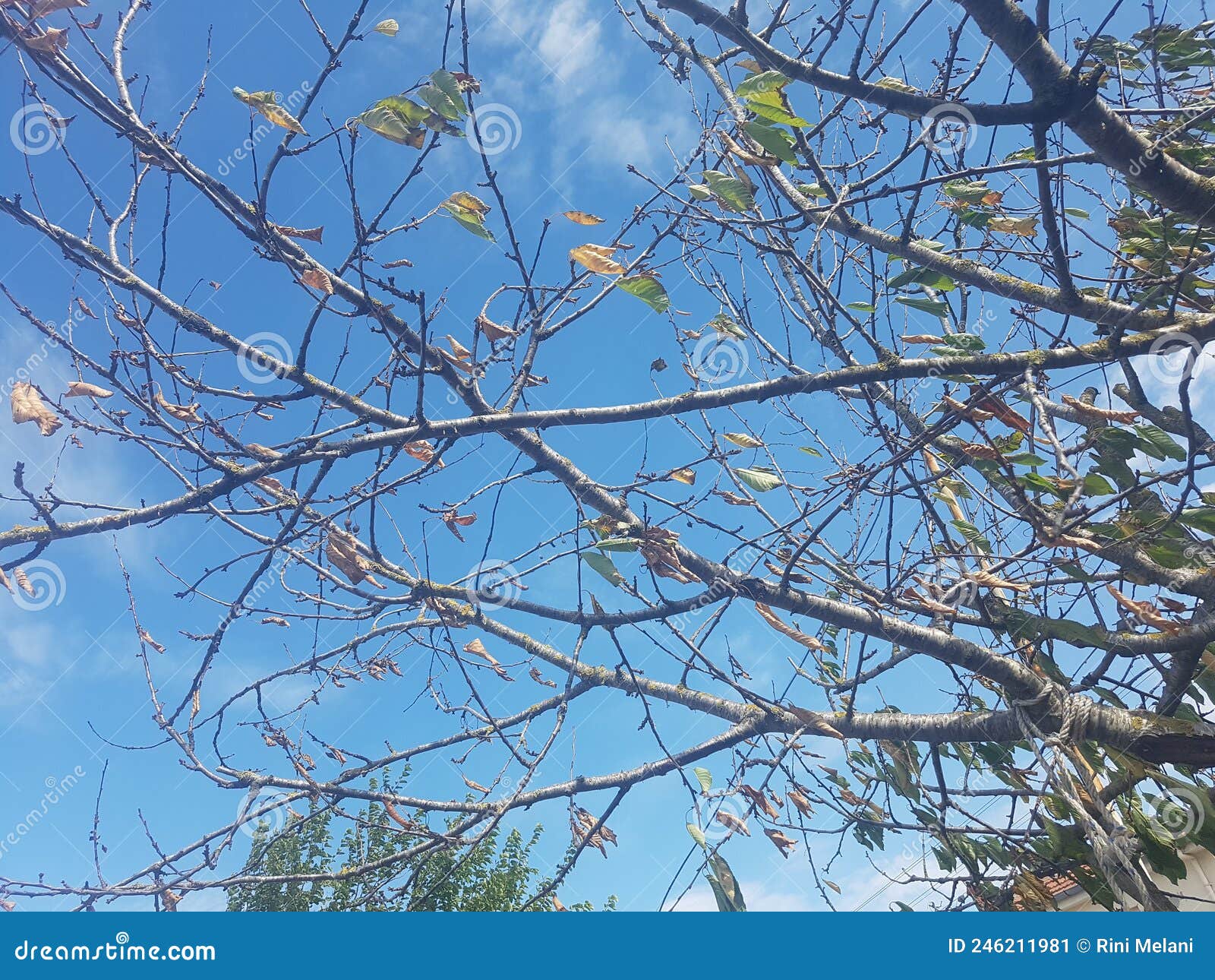 Leafy tree branches stock image. Image of blue, leafy - 246211981