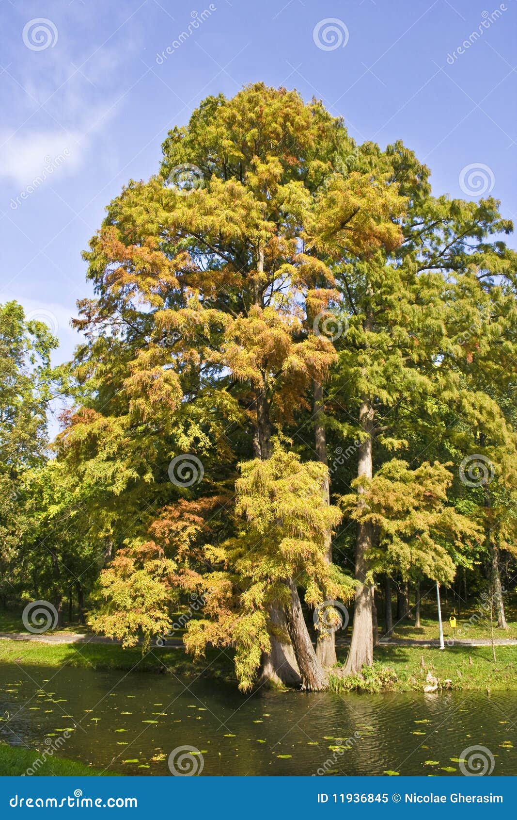 Leafy tree by lake stock image. Image of green, summer - 11936845