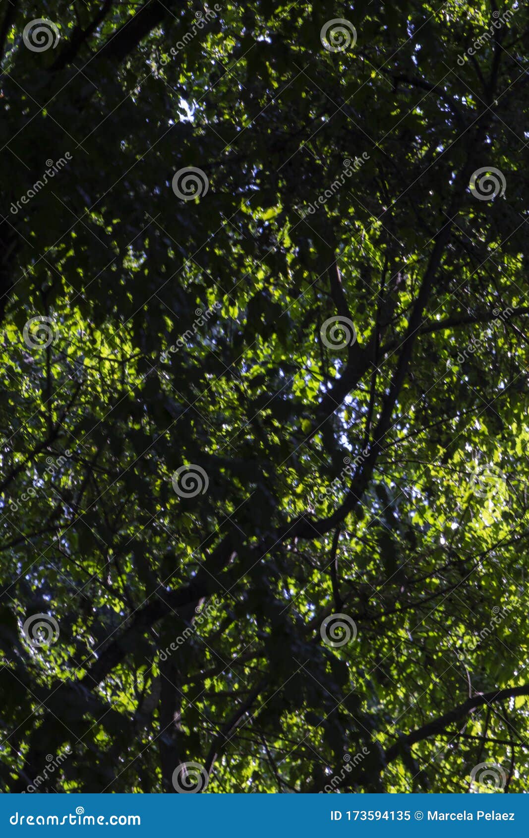 Leafy Tree Seen from Below with Sunlight in Another Light and Leaves in ...
