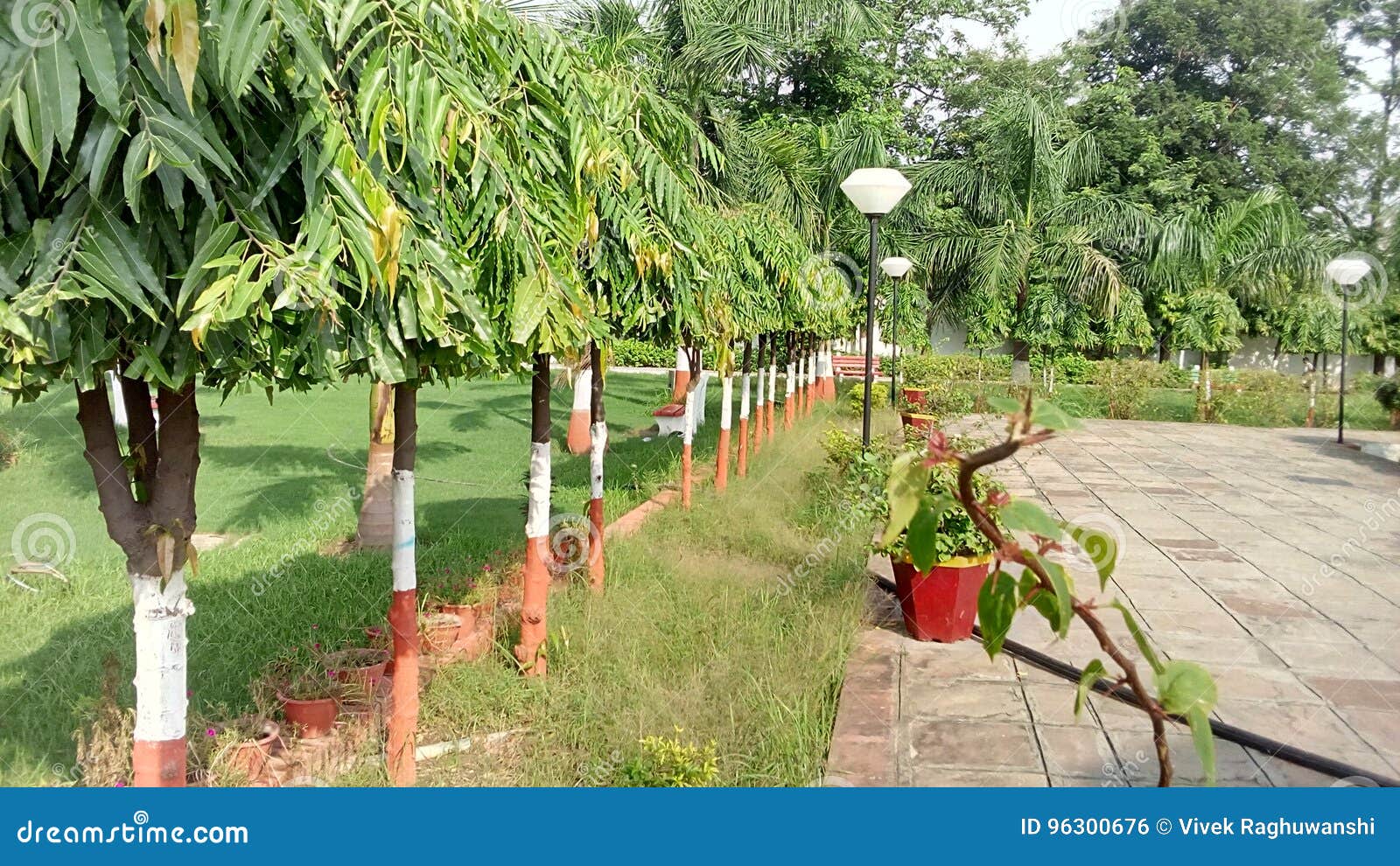 Size Does Matter Tree Stock Photos - Free & Royalty-Free Stock Photos ...