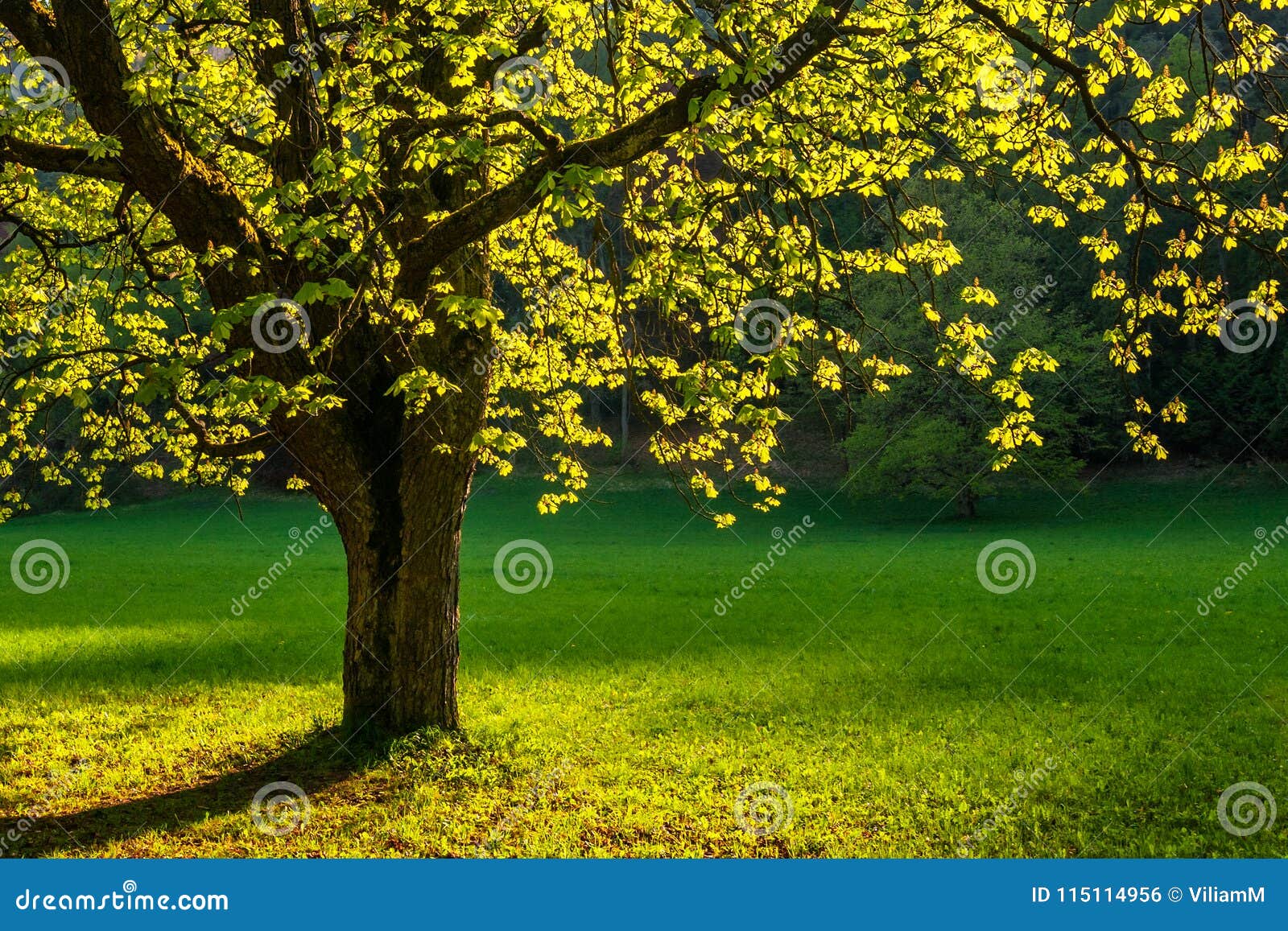 A Leafy Tree in Sunlight in the Spring. Stock Photo - Image of ...