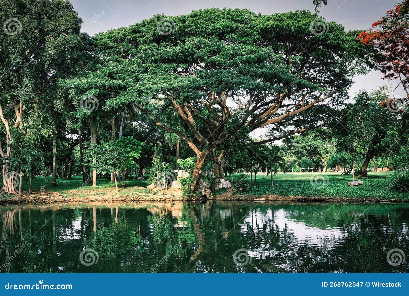 Leafy Tree with Wide Canopy and Its Reflection on a Lake at a Park ...