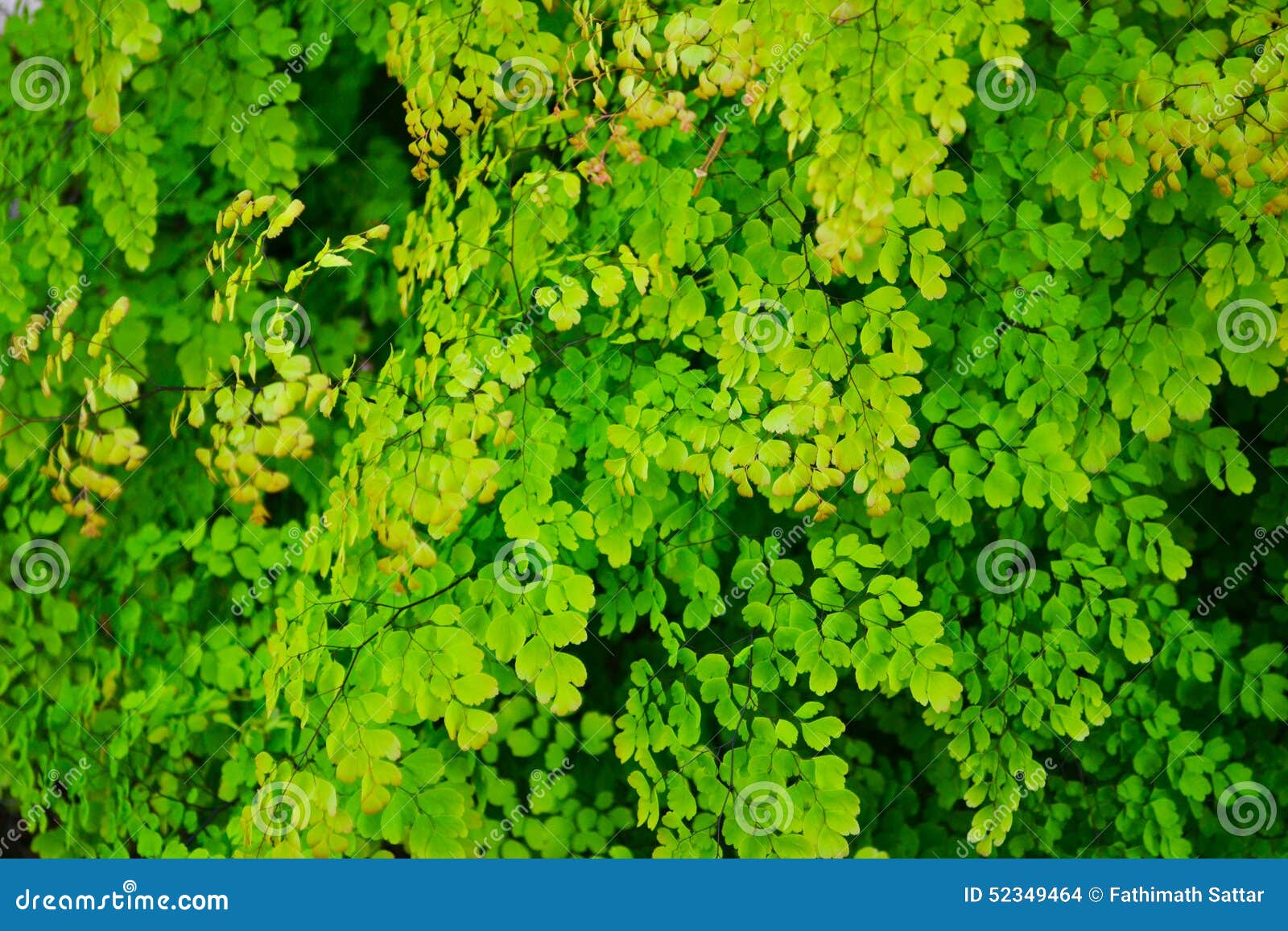 Leafy trees stock photo. Image of hawaii, colorful, branches - 52349464