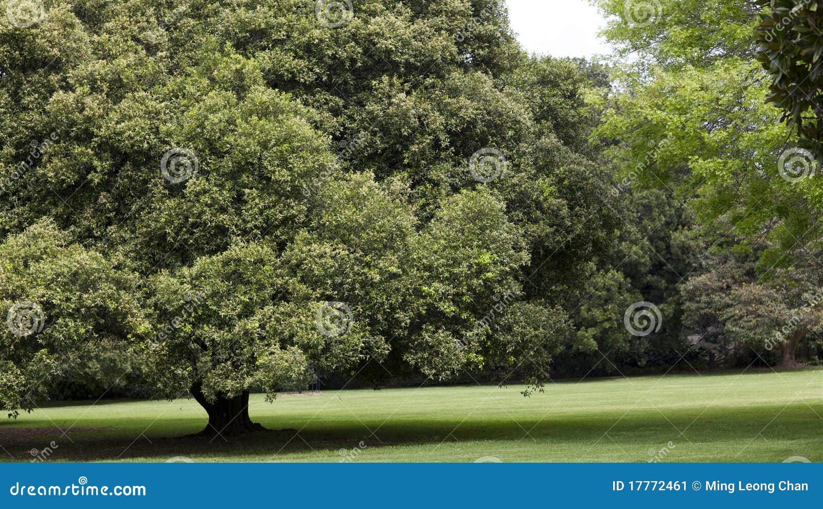 Leafy trees in park stock image. Image of foliage, grass - 17772461