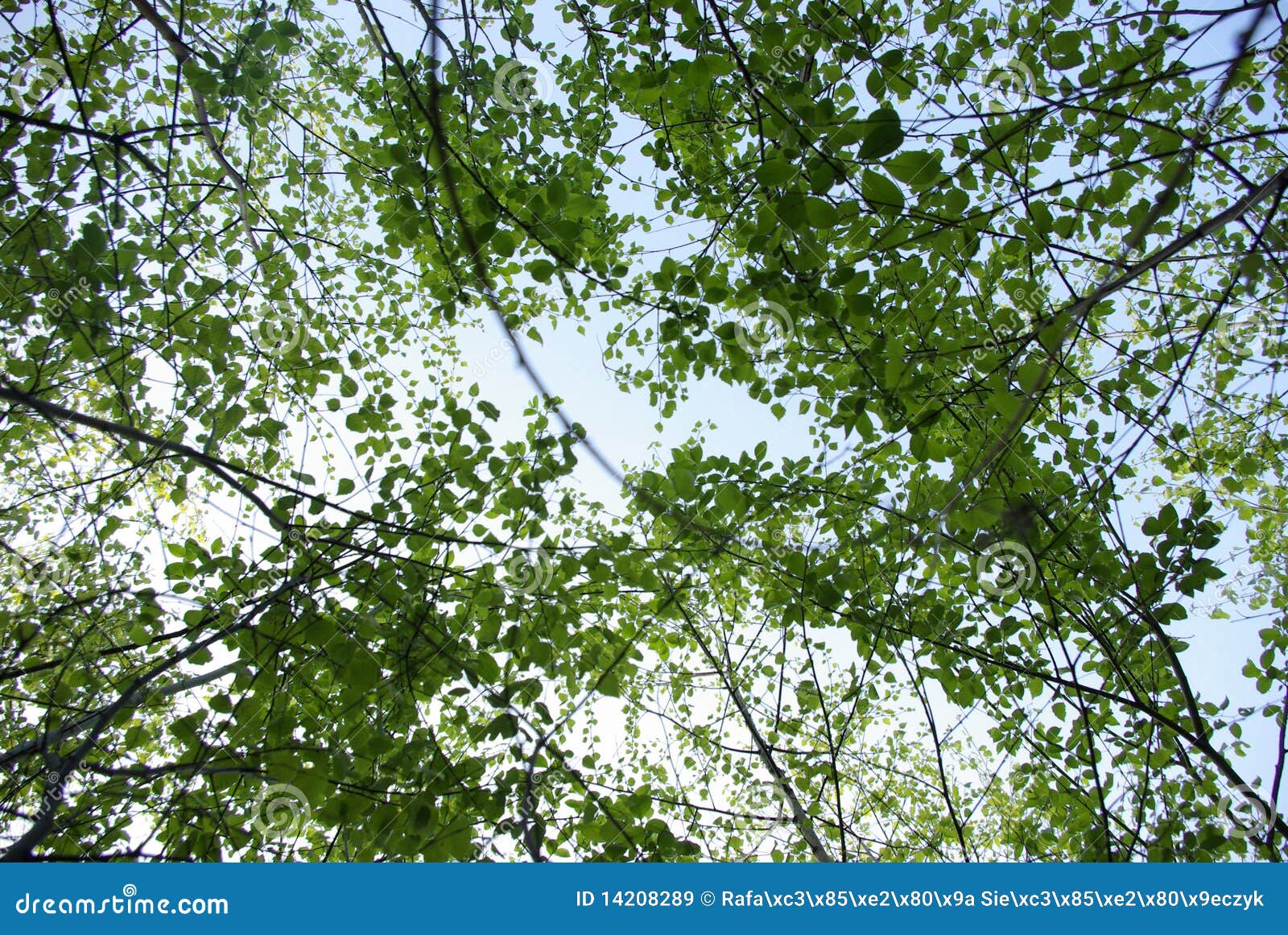 Leafy Trees In Orchard Stock Image | CartoonDealer.com #32895313