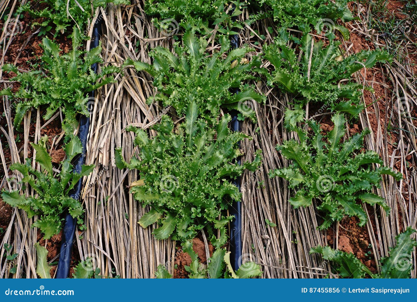 Leafy vegetable crop stock photo. Image of leaf, leafy - 87455856
