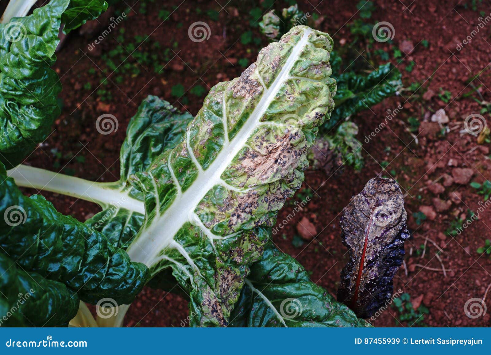 Leafy Vegetable Leaf Disease Stock Image - Image of countryside, leafy ...