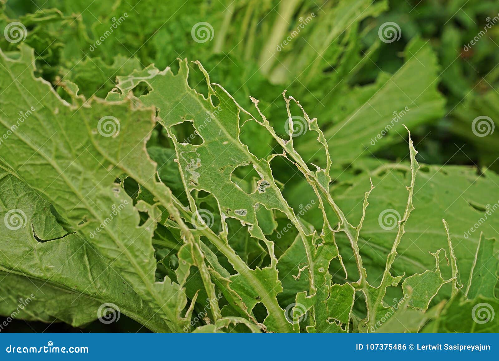 Leafy Vegetable Leaves` Damage from Worm Stock Photo - Image of closeup ...