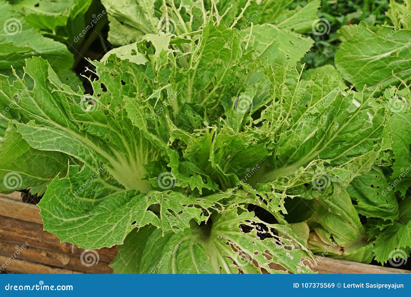 Leafy Vegetable - Chinese Mallow Or Cluster Mallow. Scientific Name ...