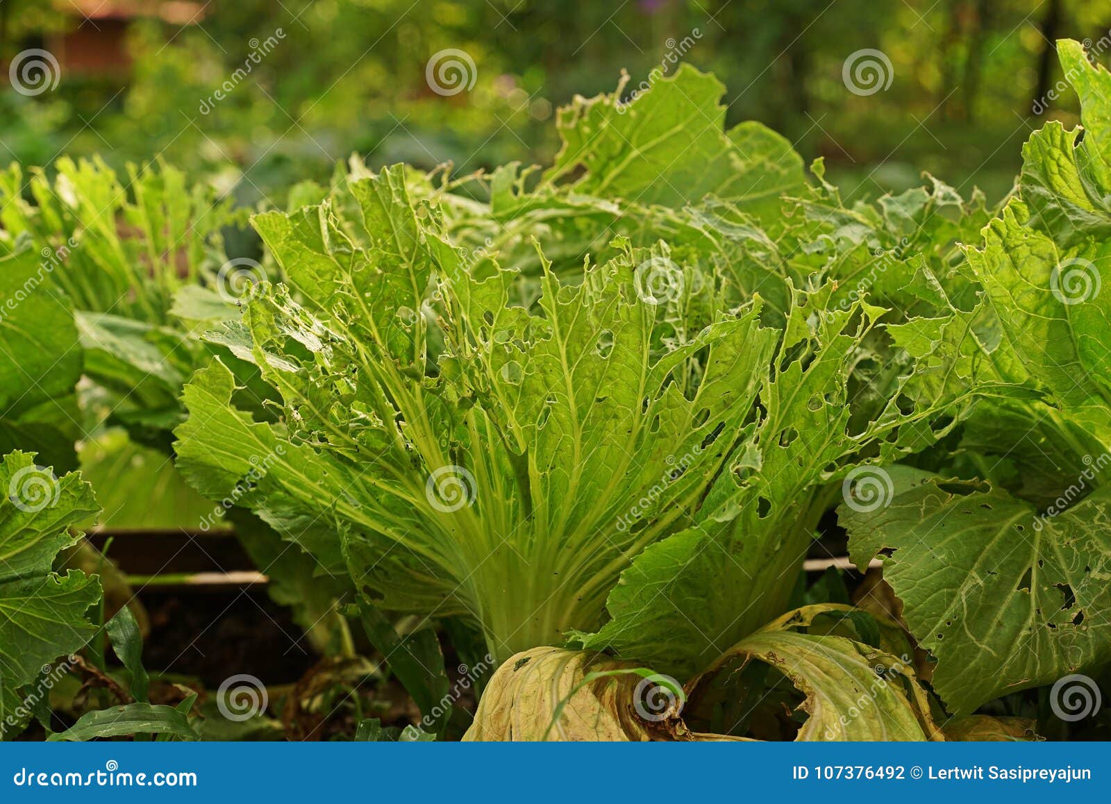 Leafy Vegetable Leaves` Damage from Worm Stock Photo - Image of natural ...