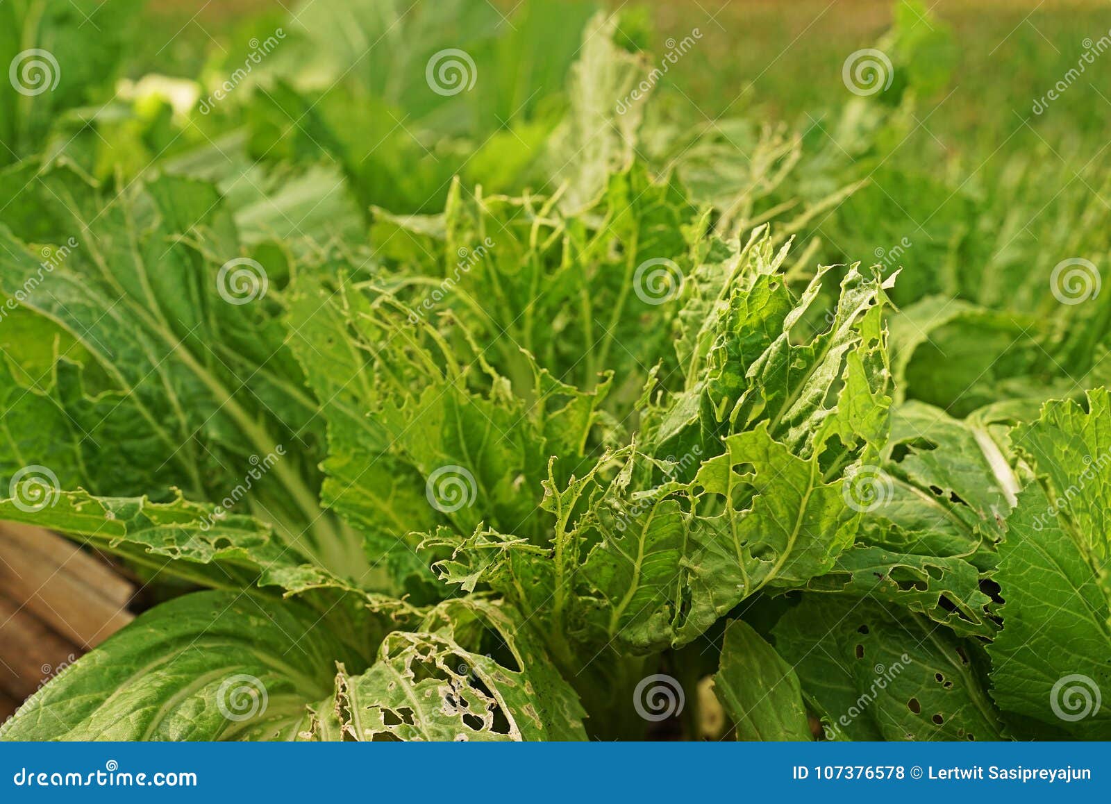 Leafy Vegetable Leaves` Damage from Worm Stock Photo - Image of ...