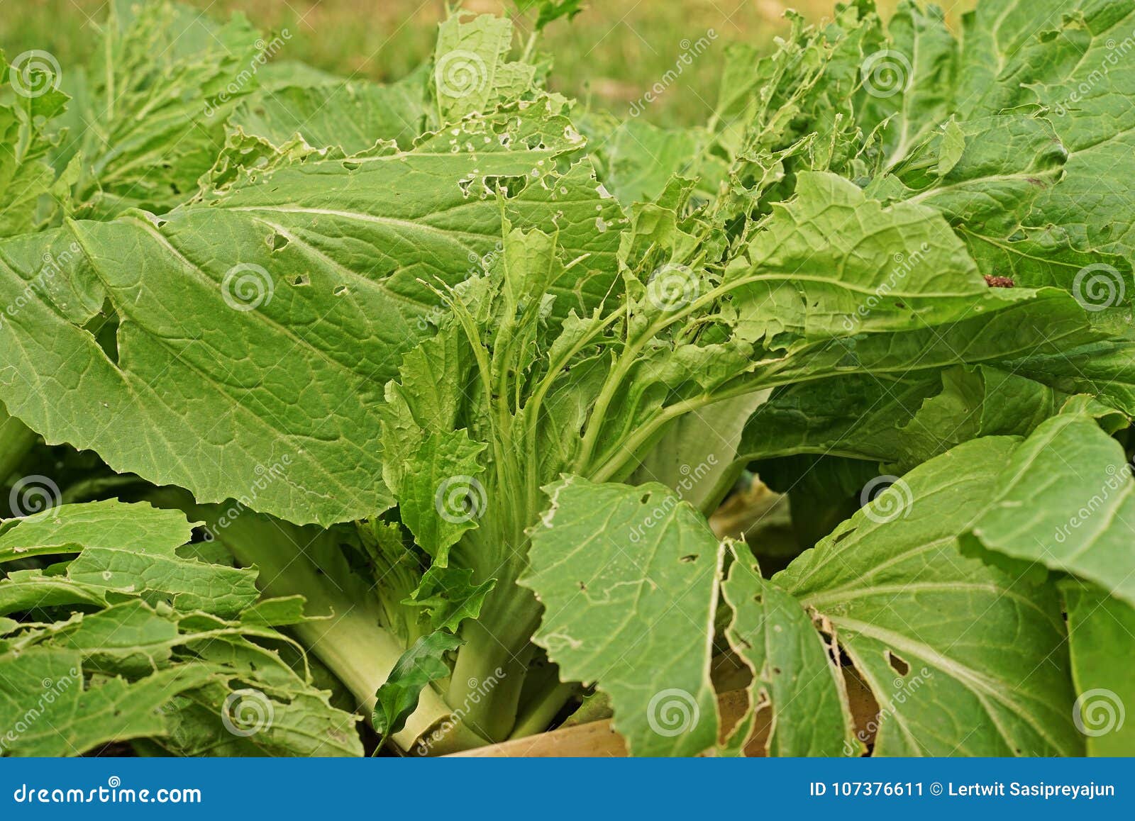 Leafy Vegetable Leaves` Damage from Worm Stock Image - Image of growing ...