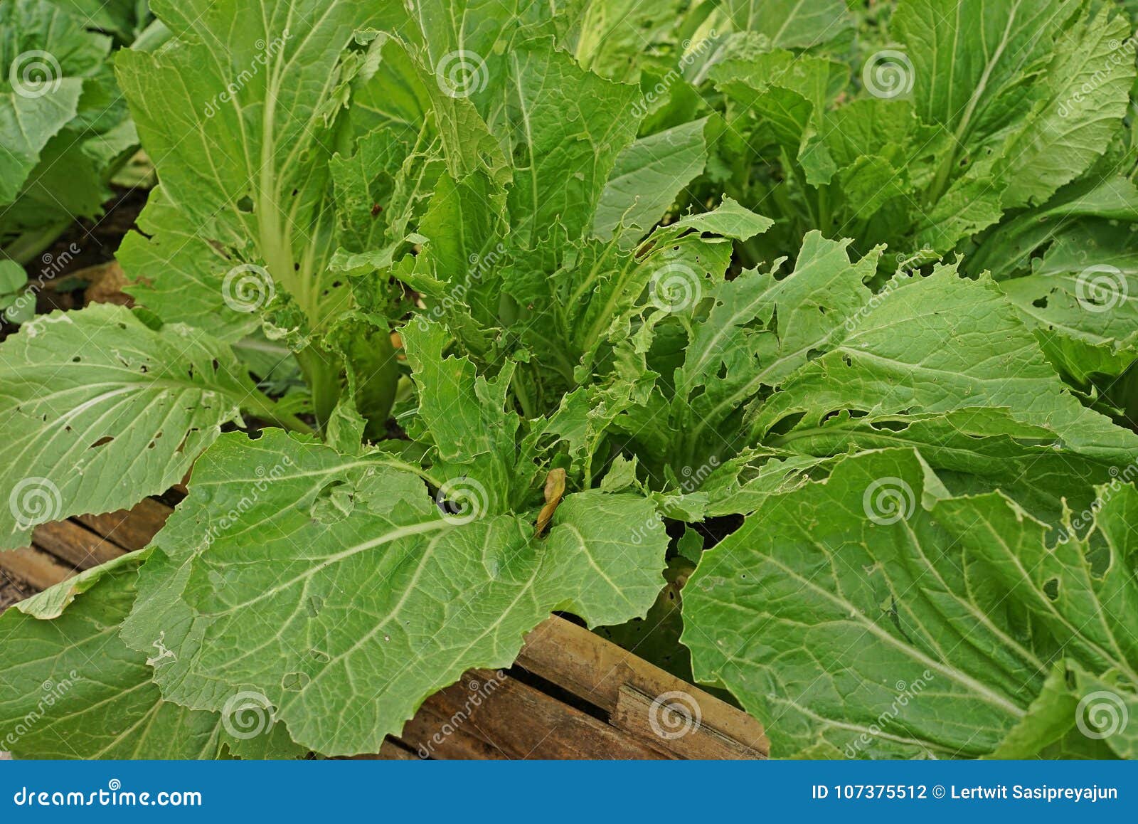 Leafy Vegetable Leaves` Damage from Worm Stock Photo - Image of choy ...