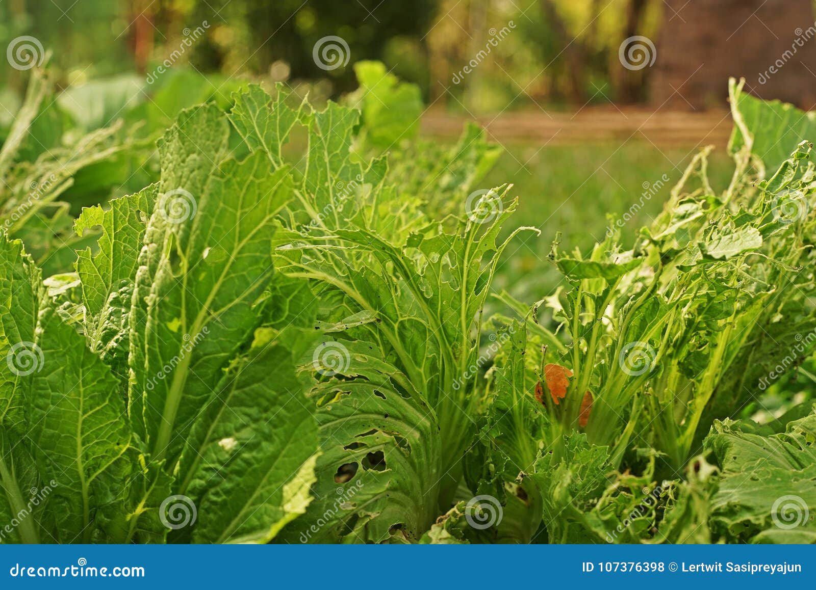 Leafy Vegetable Leaves` Damage from Worm Stock Photo - Image of organic ...