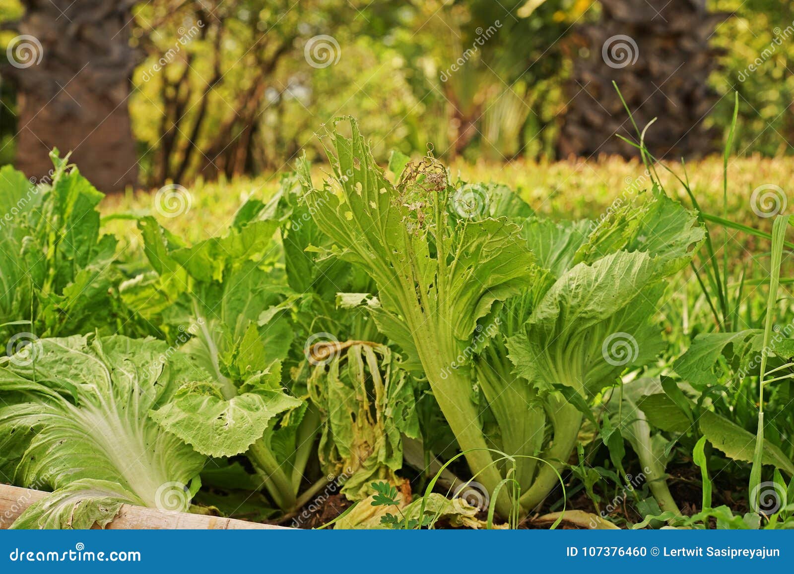 Leafy Vegetable Leaves` Damage from Worm Stock Photo - Image of month ...