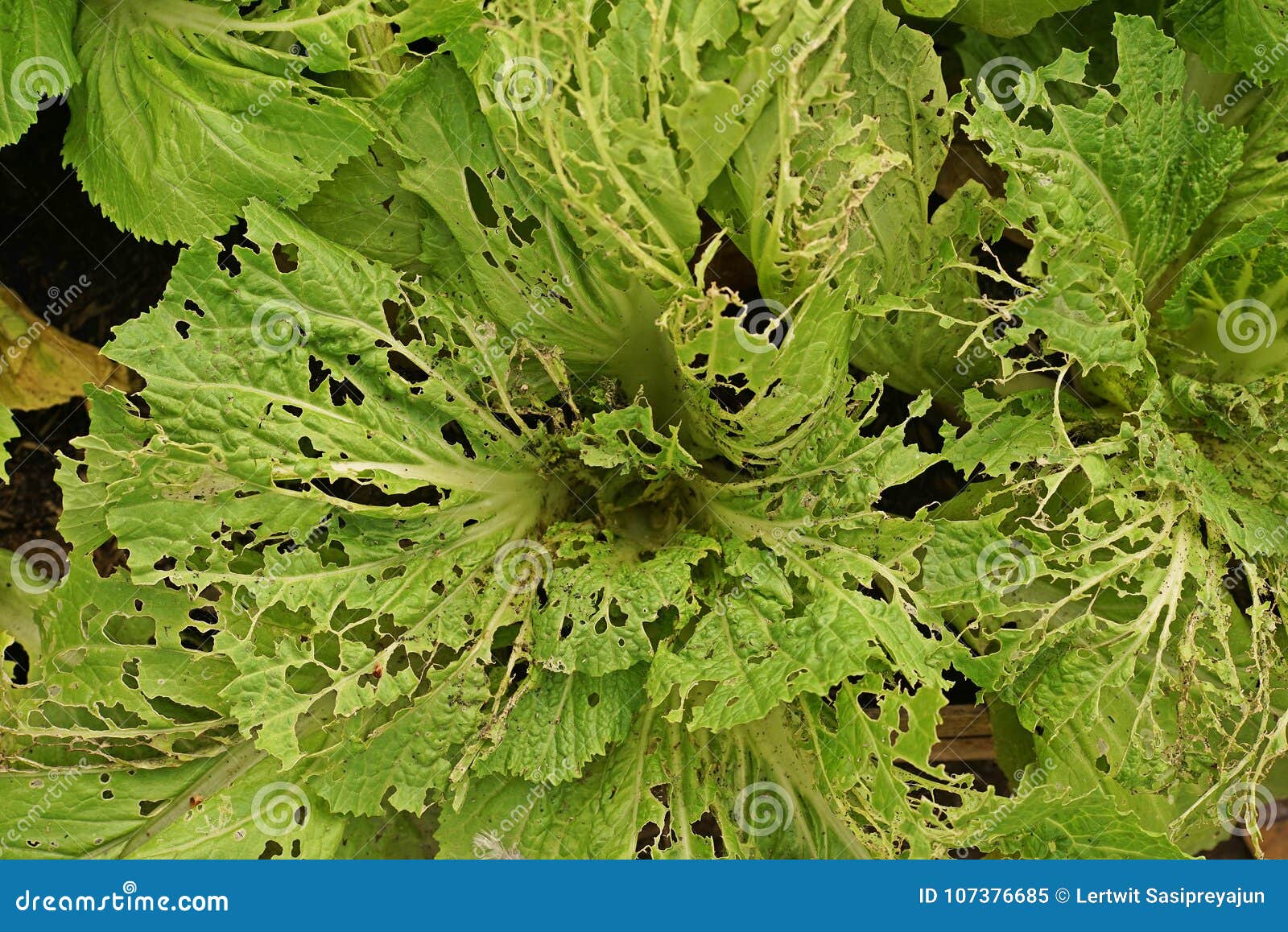 Leafy Vegetable Leaves` Damage from Worm Stock Image - Image of month ...