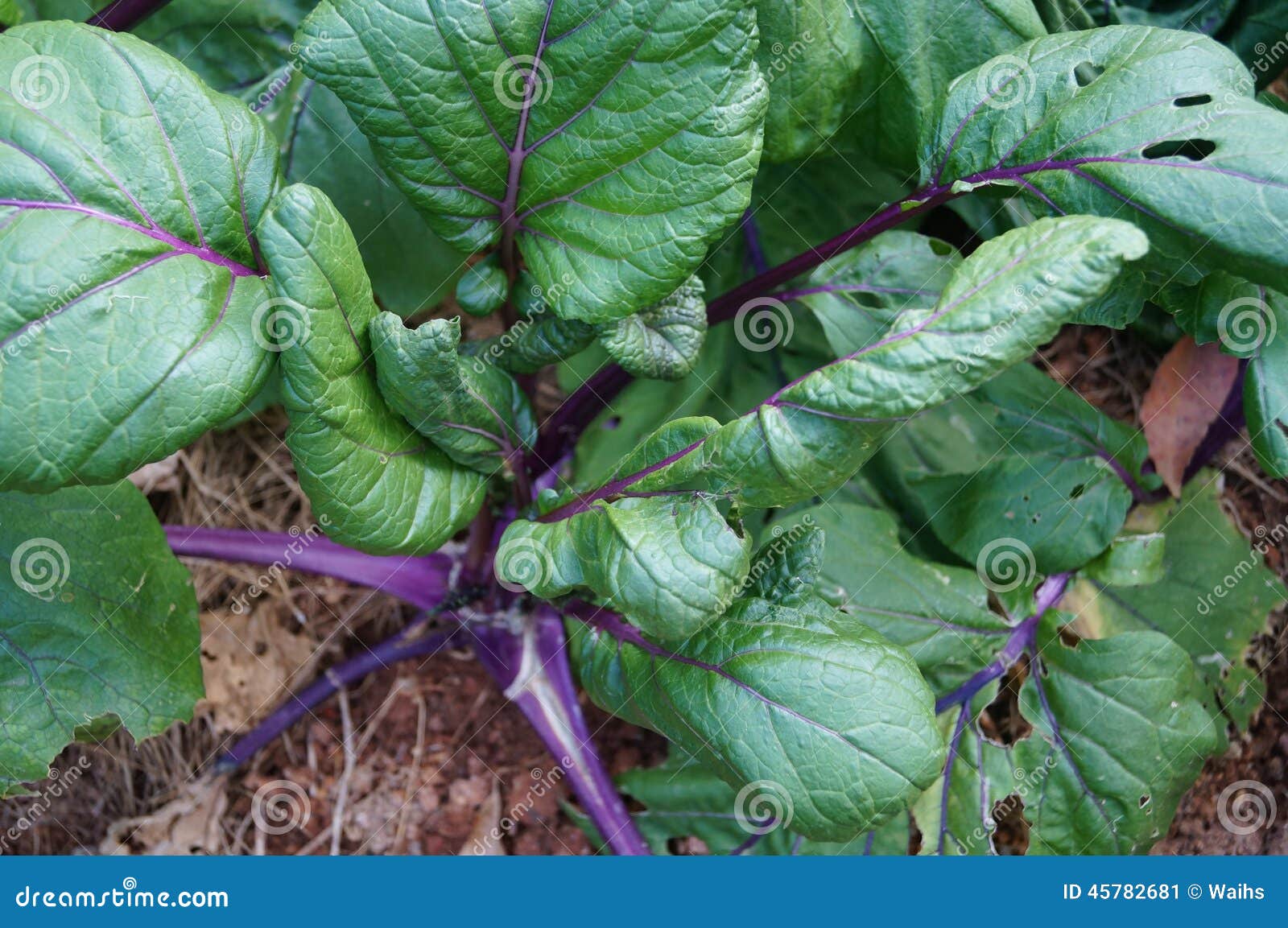 Leafy vegetables stock image. Image of base, agricultural - 45782681