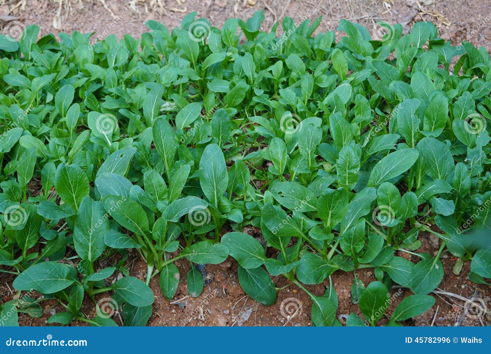 Leafy vegetables stock photo. Image of plants, cabbage - 45782996