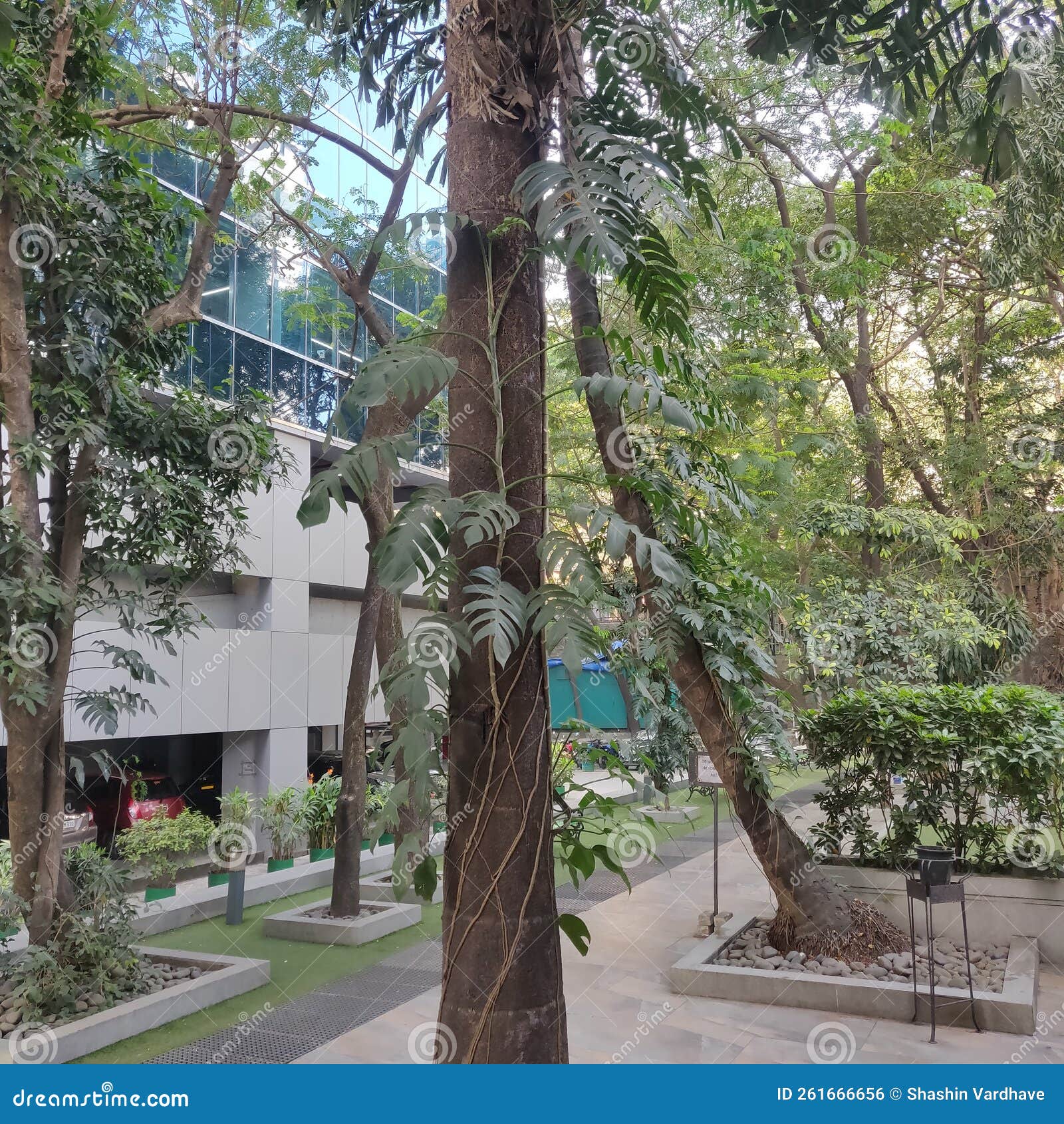 Leafy Giant: A Colocasia Gigantea Flexing Its Impressive Foliage ...