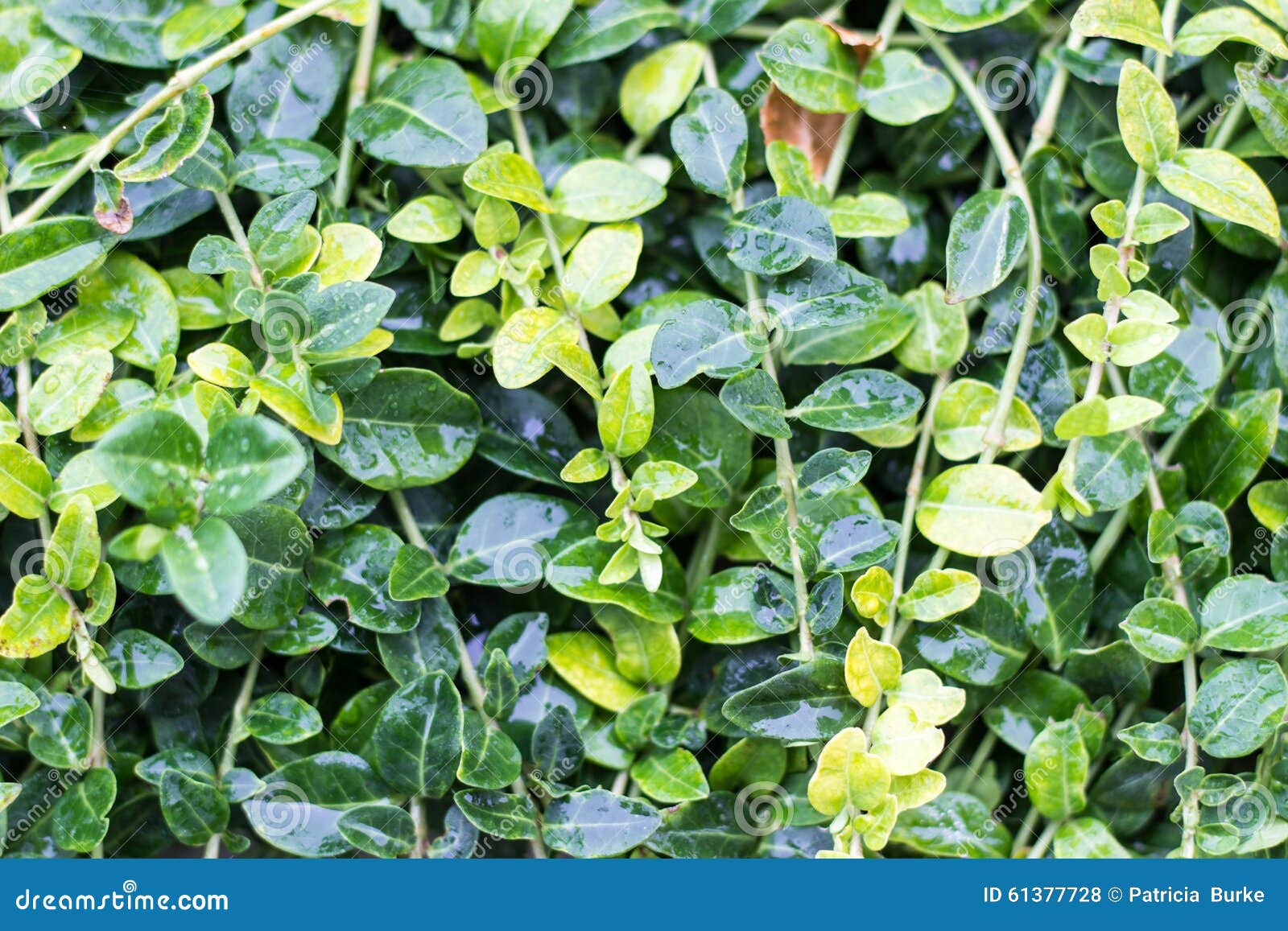 Leafy Vines in Rain stock photo. Image of plant, rain - 61377728