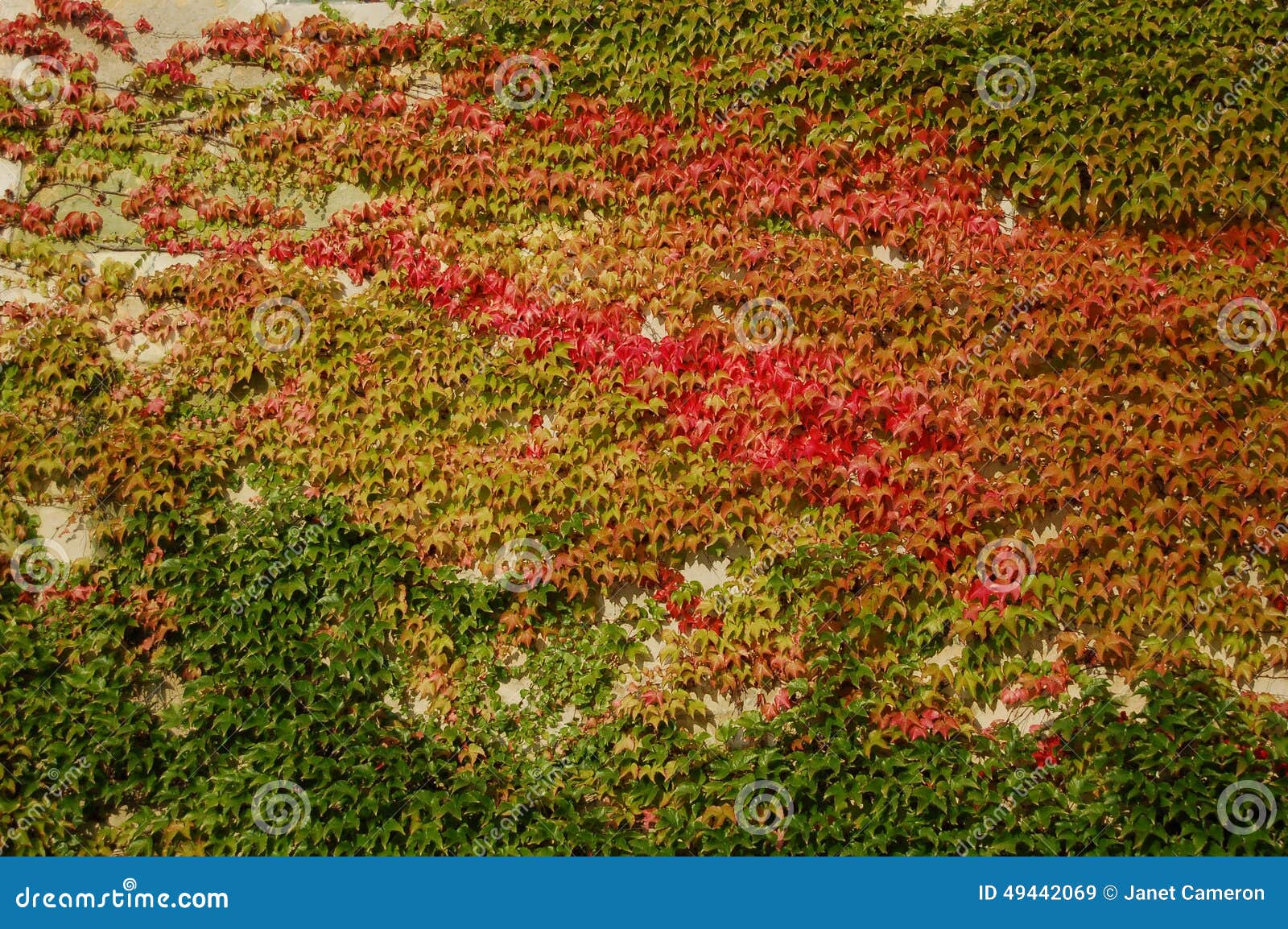 Leafy wall stock image. Image of durnstein, nature, autumn - 49442069