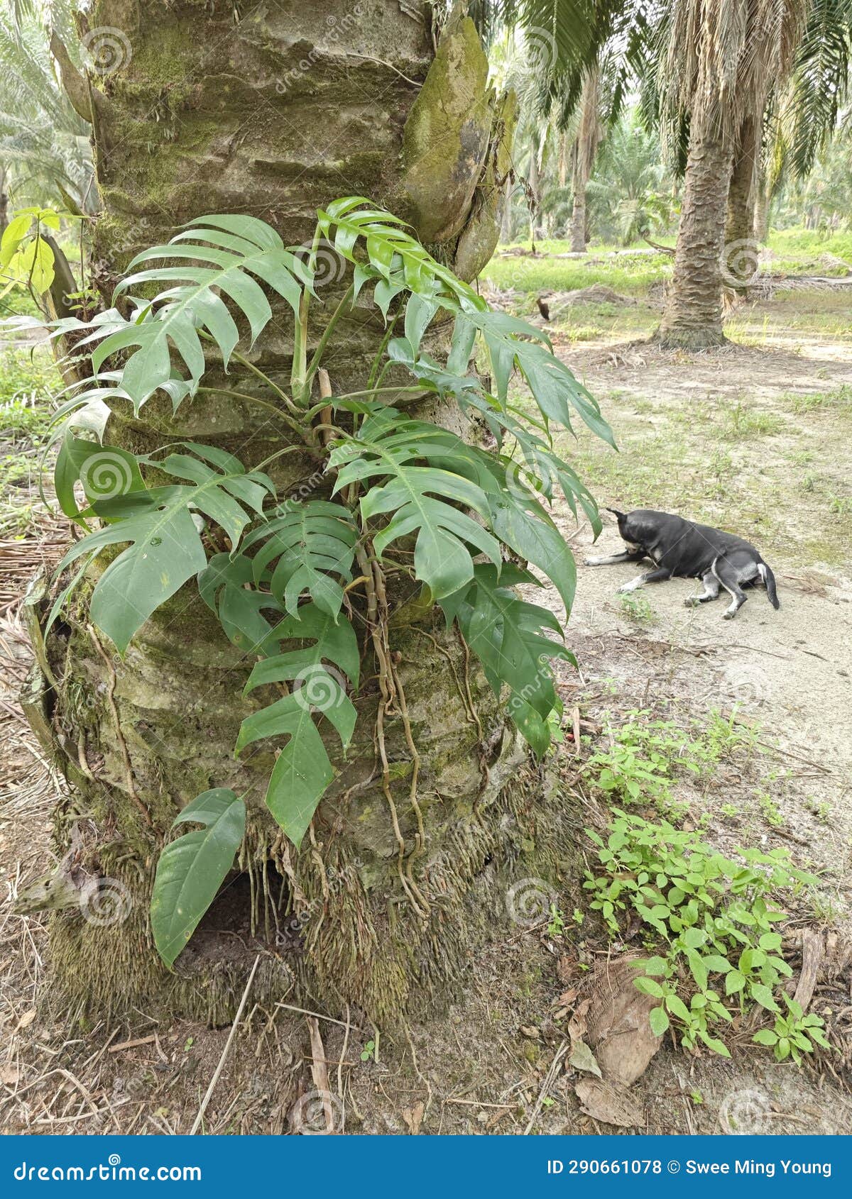 Leafy Wild Monstera Deliciosa at the Plantation. Stock Photo - Image of ...