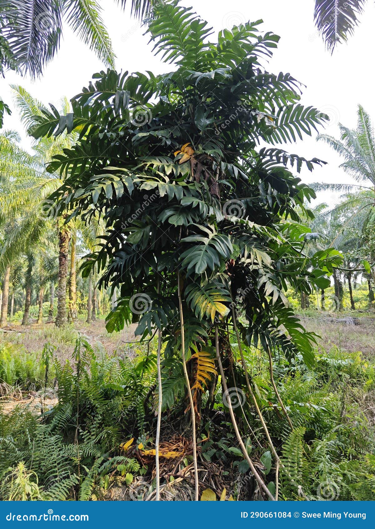 Leafy Wild Monstera Deliciosa at the Plantation. Stock Photo - Image of ...