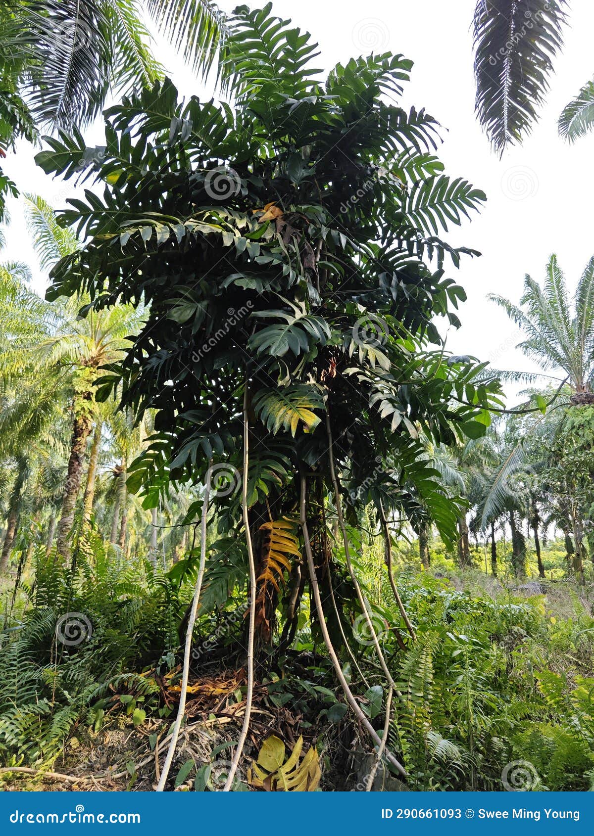 Leafy Wild Monstera Deliciosa at the Plantation. Stock Image - Image of ...
