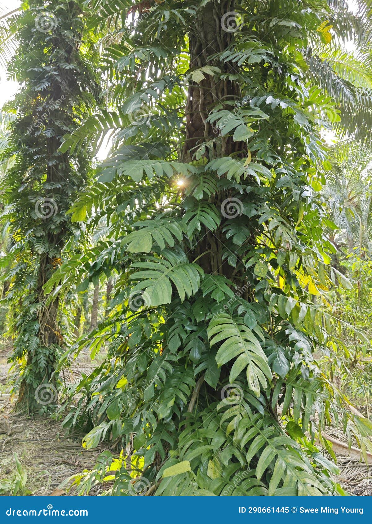 Leafy Wild Monstera Deliciosa at the Plantation. Stock Image - Image of ...