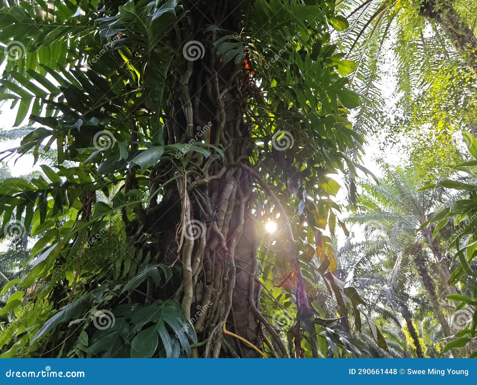 Leafy Wild Monstera Deliciosa at the Plantation. Stock Photo - Image of ...