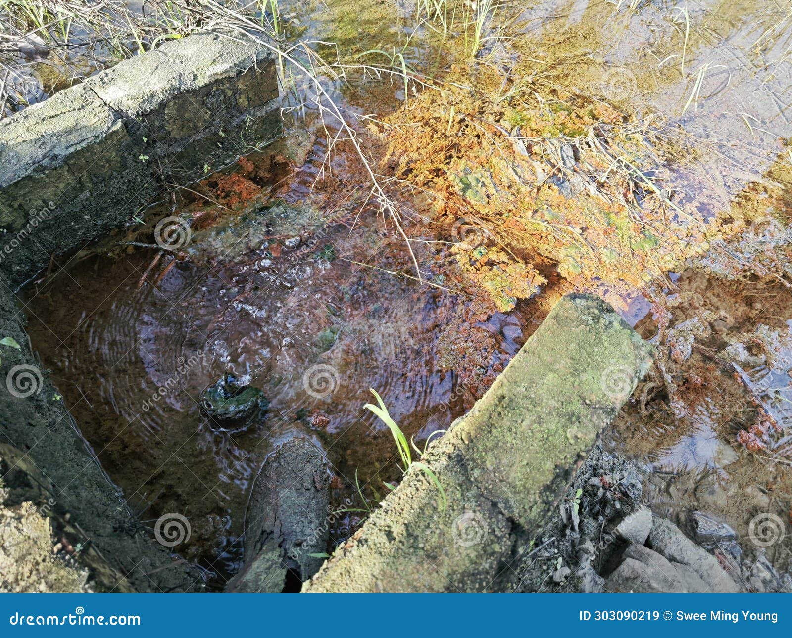 Leakage Water from the Ground Turned Murky when Mixed with the Drainage ...