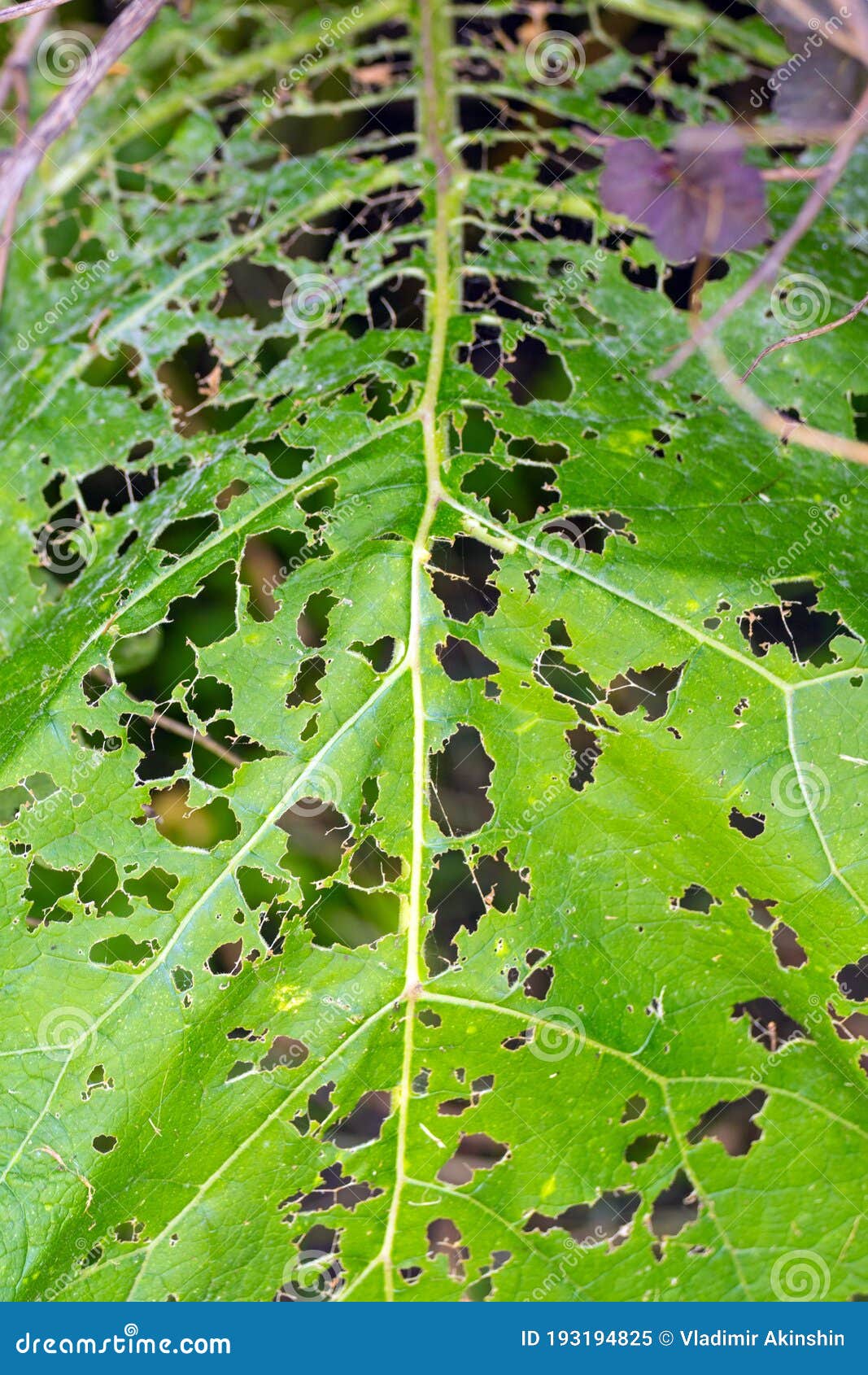 Leaky Green Leaf Damaged stock image. Image of full - 193194825