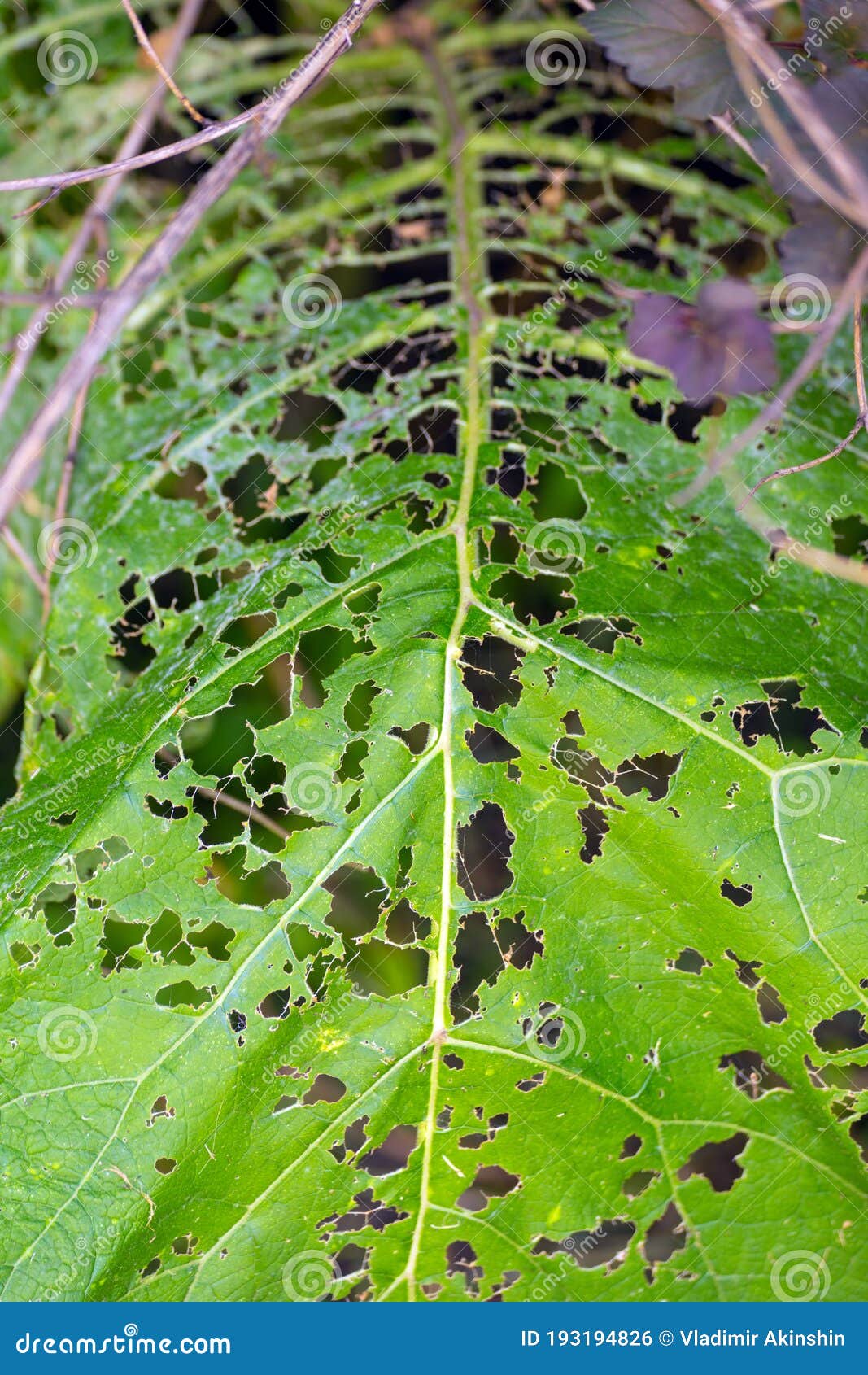 Leaf Damaged By Insects Royalty-Free Stock Photo | CartoonDealer.com ...