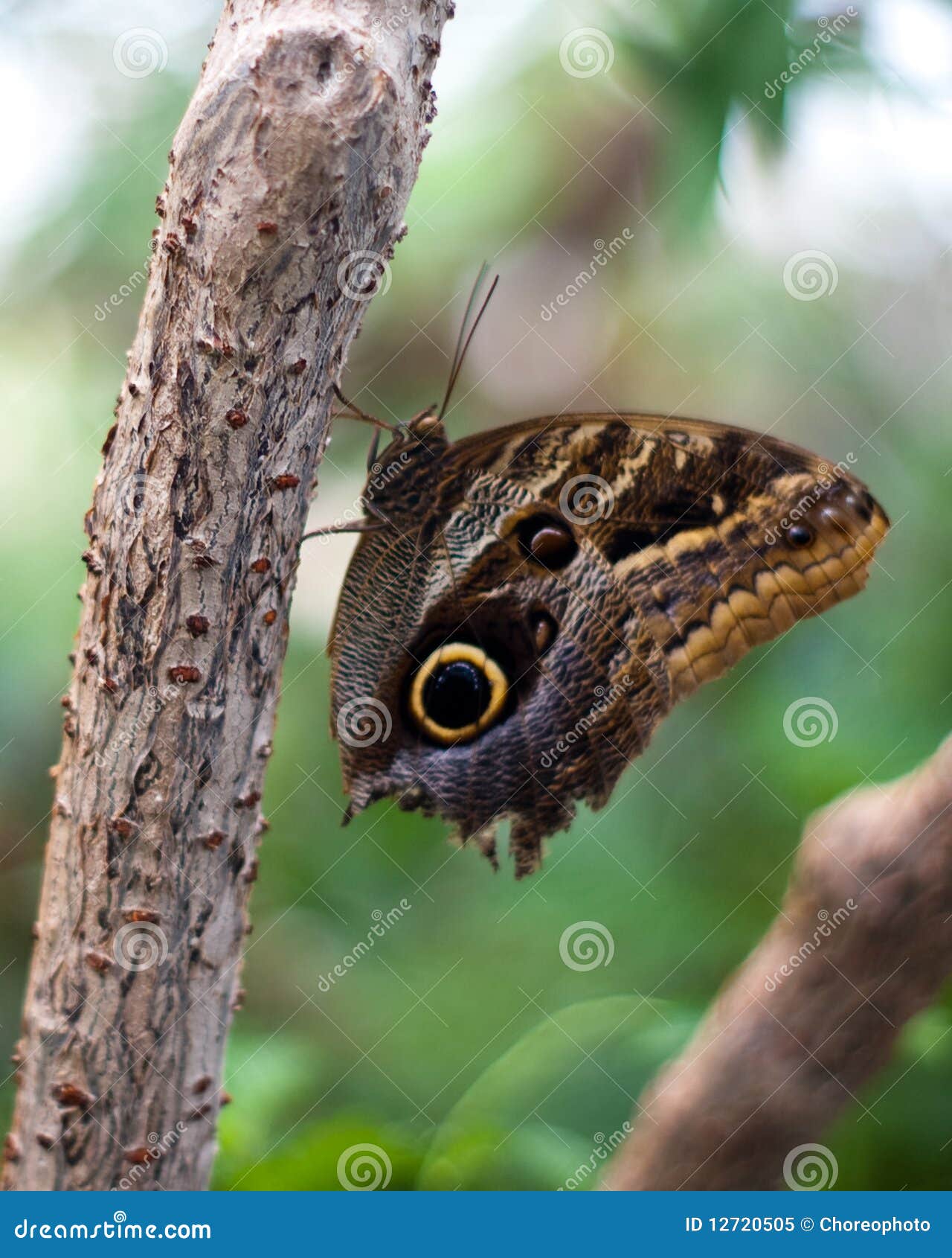 Lean Back Butterfly stock image. Image of sunny, brown - 12720505
