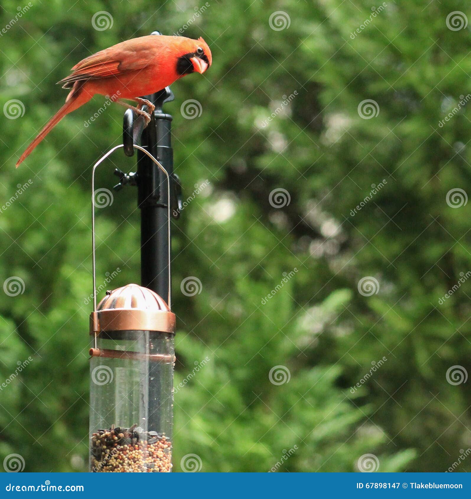 Lean In Cardinal Royalty-Free Stock Photography | CartoonDealer.com ...