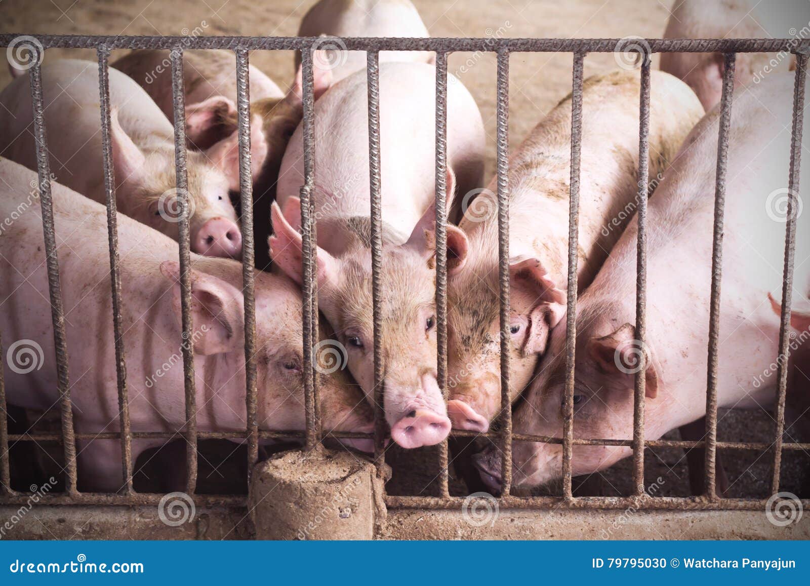 Lean hogs in a farm stock photo. Image of block, pigs - 79795030