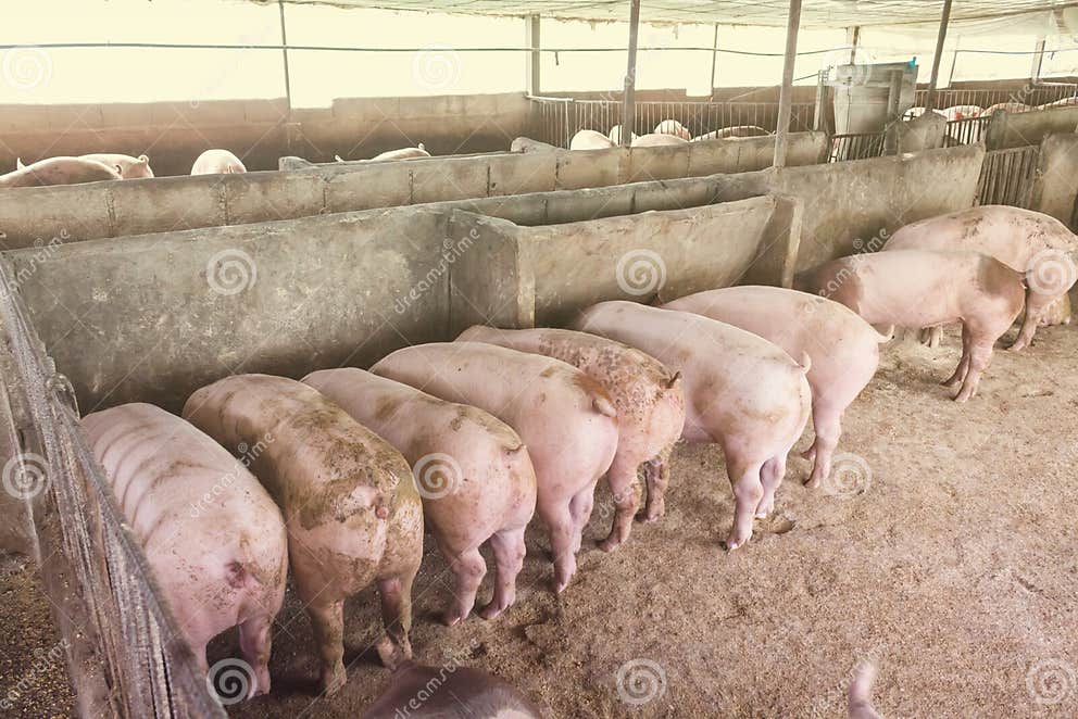 Lean hogs in a farm stock image. Image of animal, cute - 79795261
