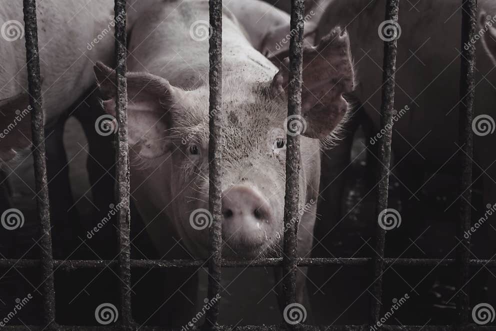 Lean hogs in a farm stock photo. Image of animals, home - 84649428