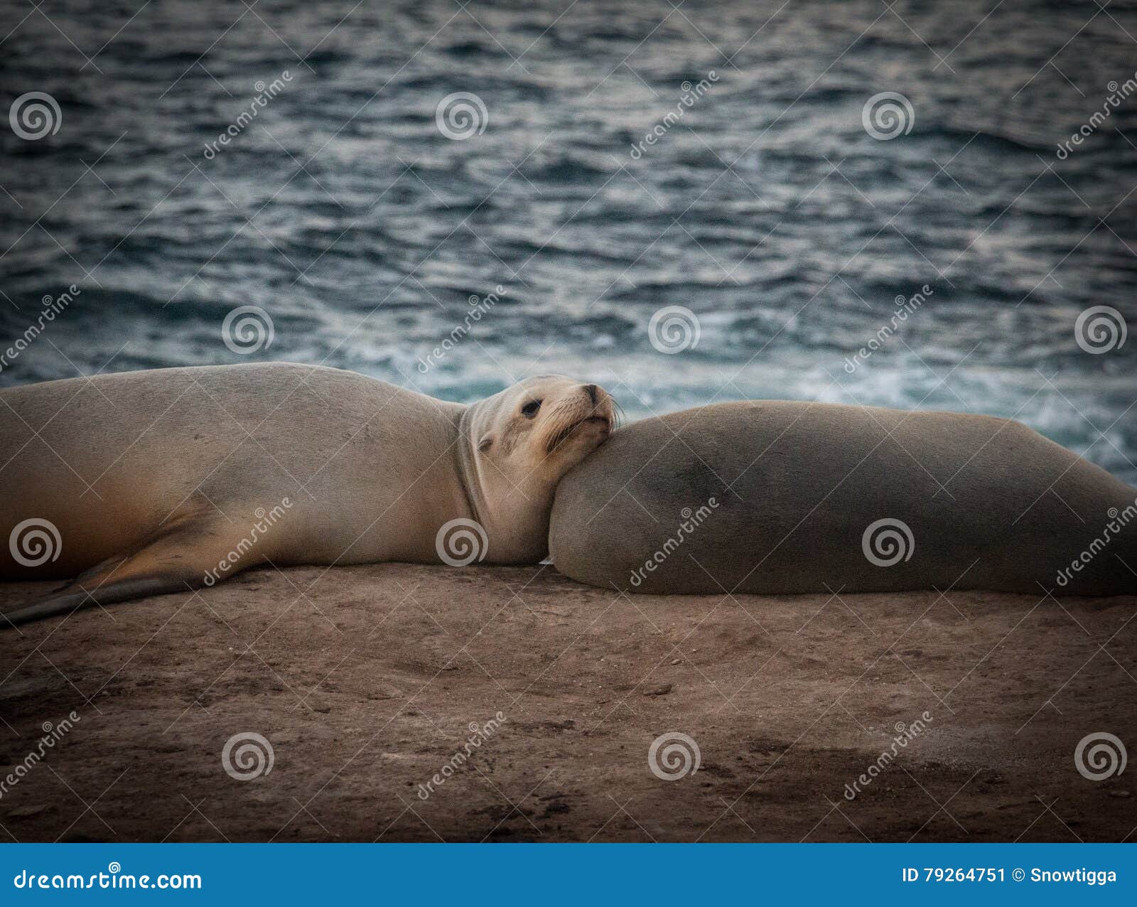 Lophus Stock Photos - Free & Royalty-Free Stock Photos from Dreamstime