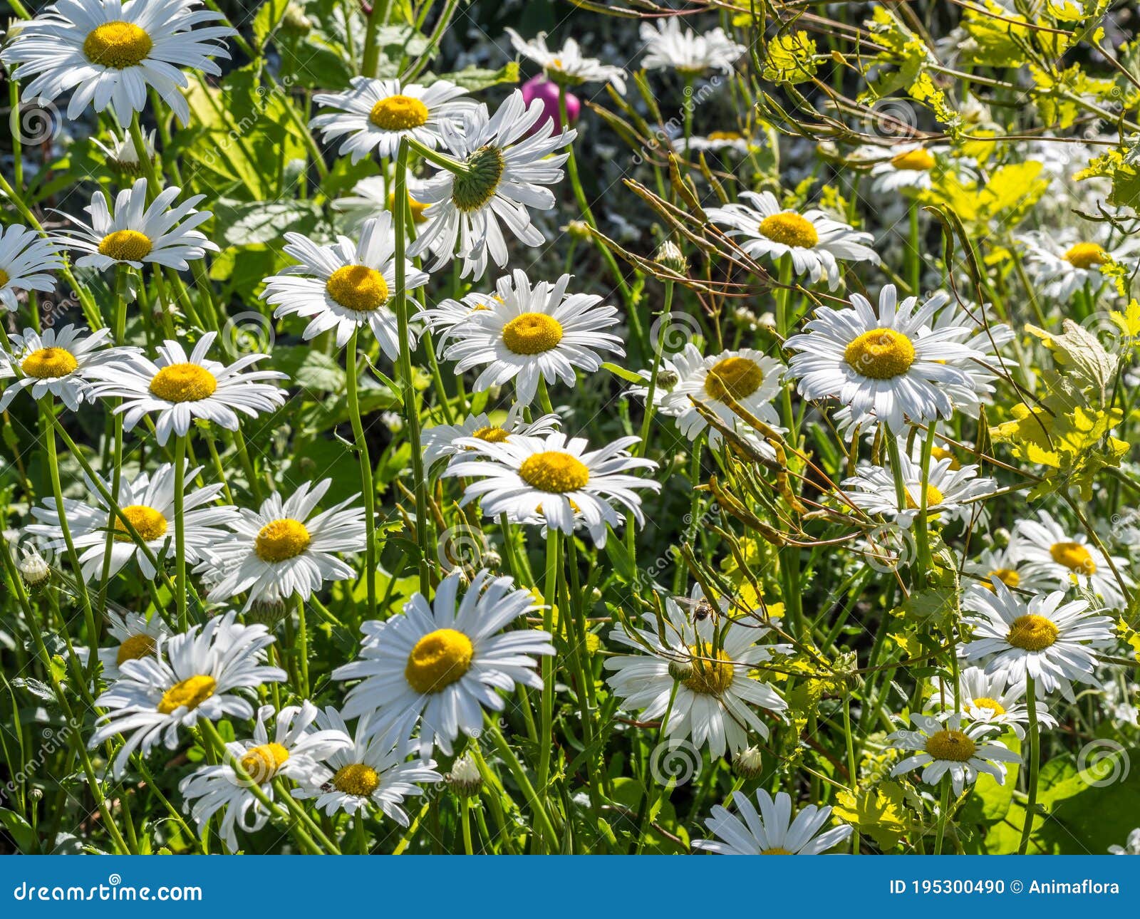 1,688 Daisy Meadows Stock Photos - Free & Royalty-Free Stock Photos ...