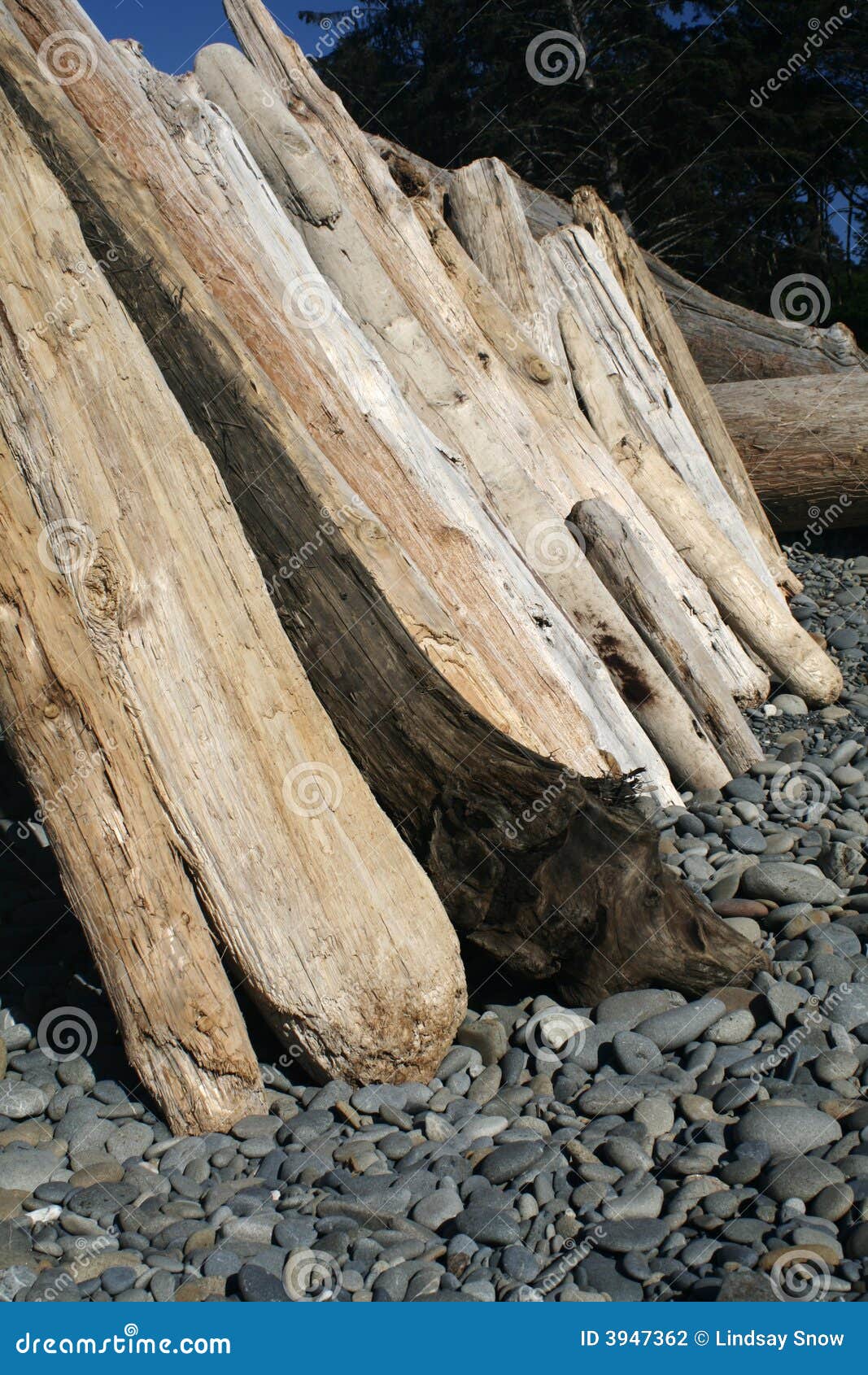 Lean to on beach stock photo. Image of pattern, crude - 3947362